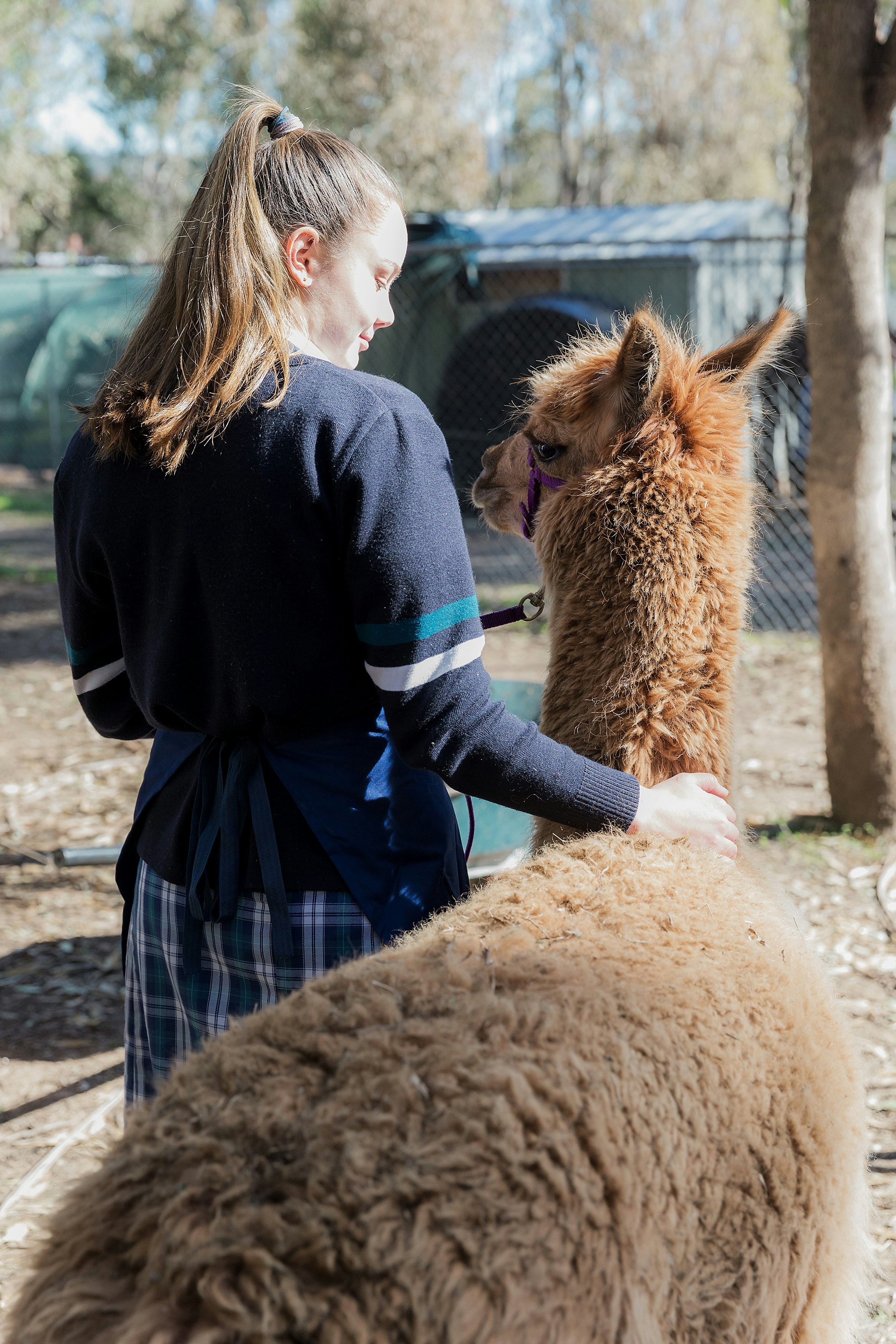 Close Contact: Girl and Alpaca Share a Gentle Moment in the Sunlight