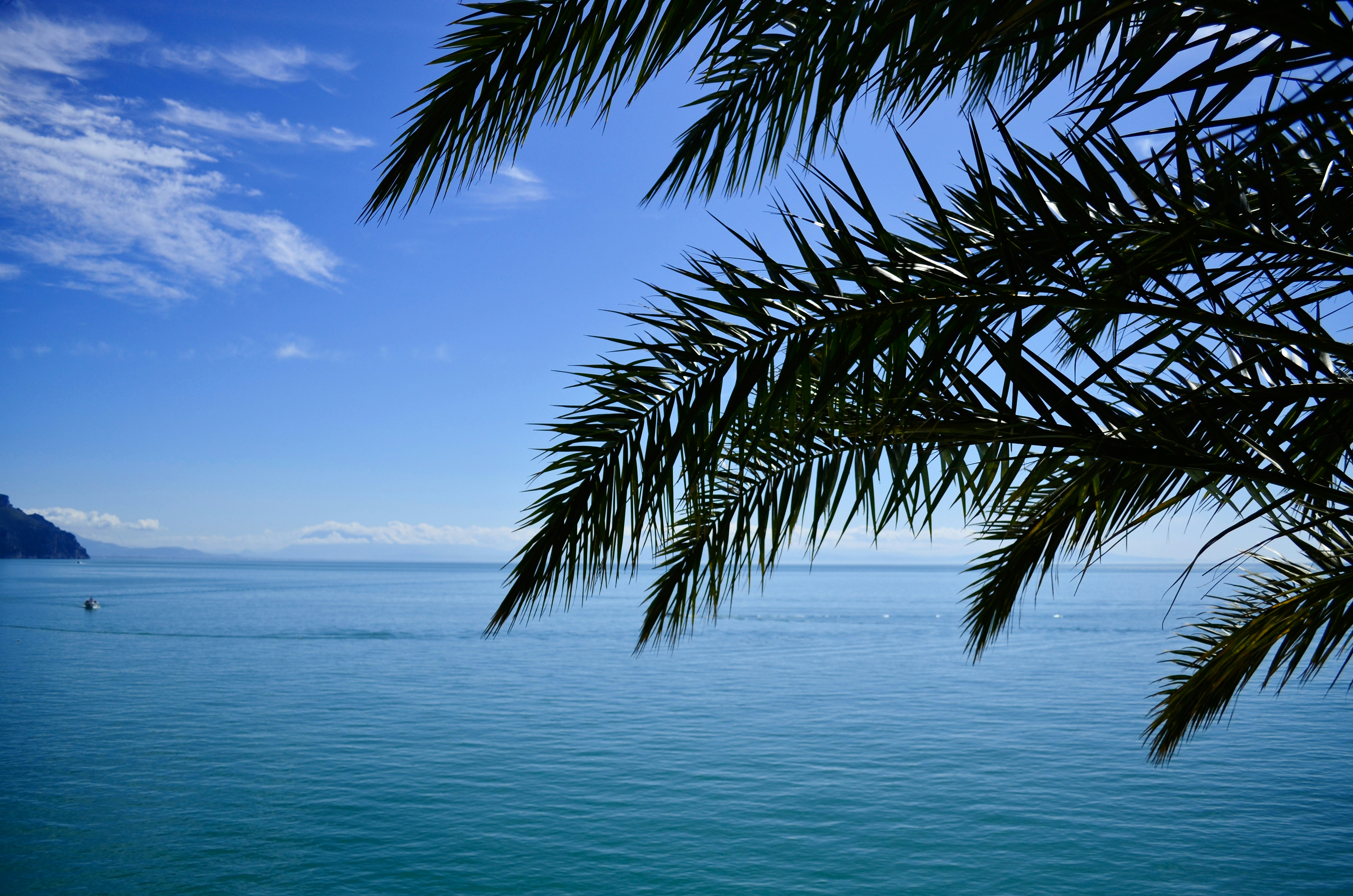 Serenity Beyond the Palms