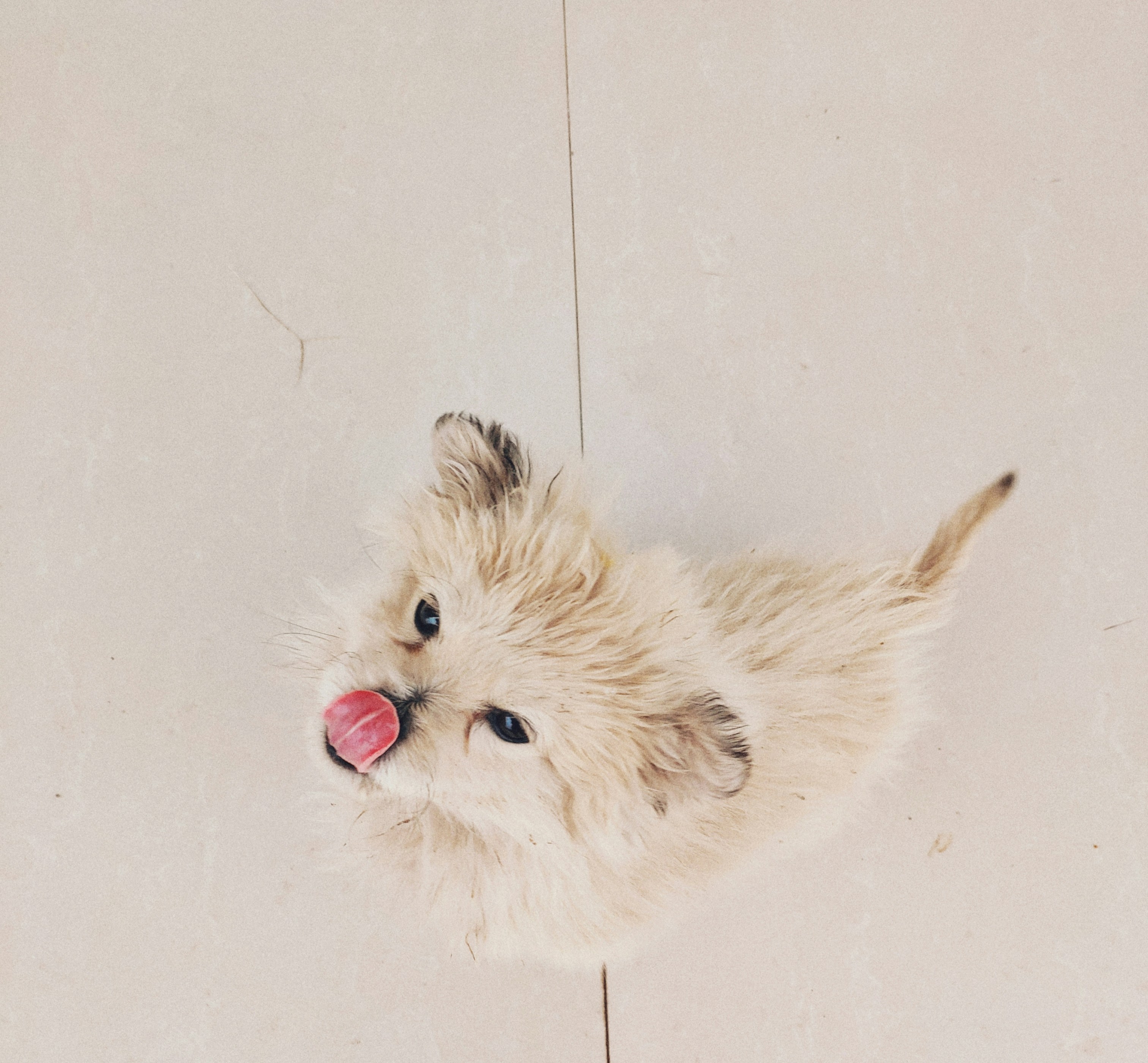 Top-down photograph of a cream fluffy puppy on a pale floor, tongue playfully sticking out.