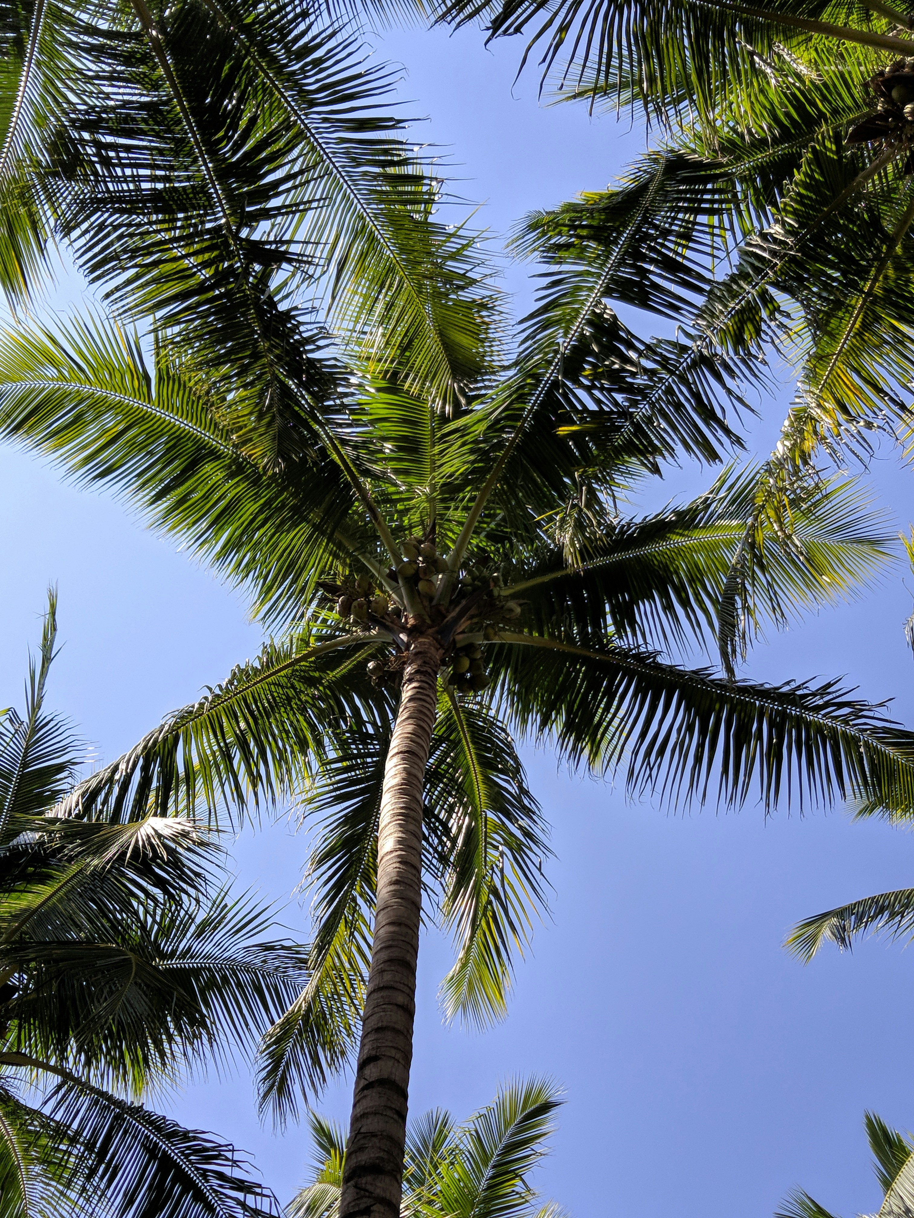 Green and black coconut trees under blue sky at daytime photo – Free ...