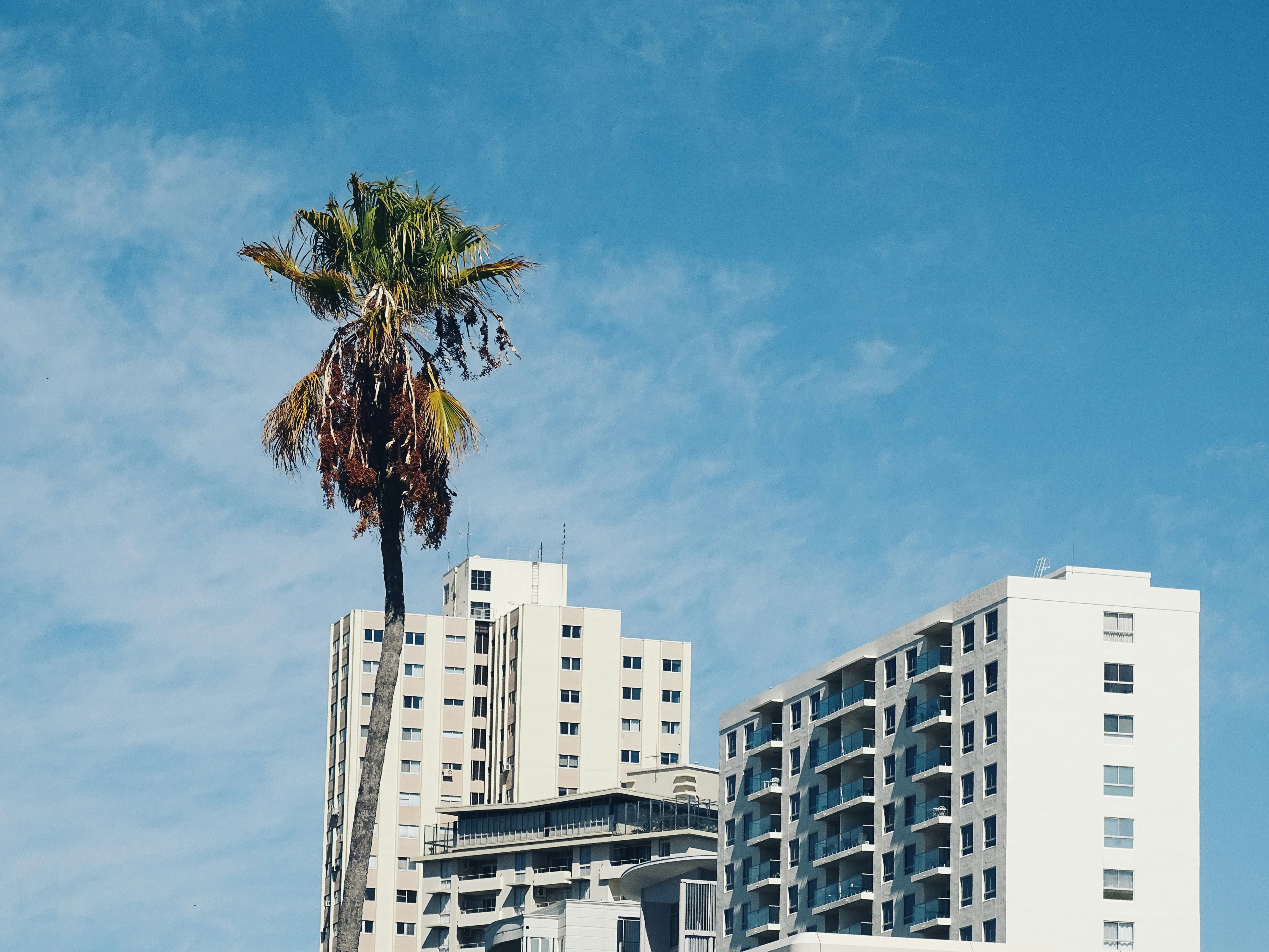 Green coconut tree beside white concrete building during daytime photo ...