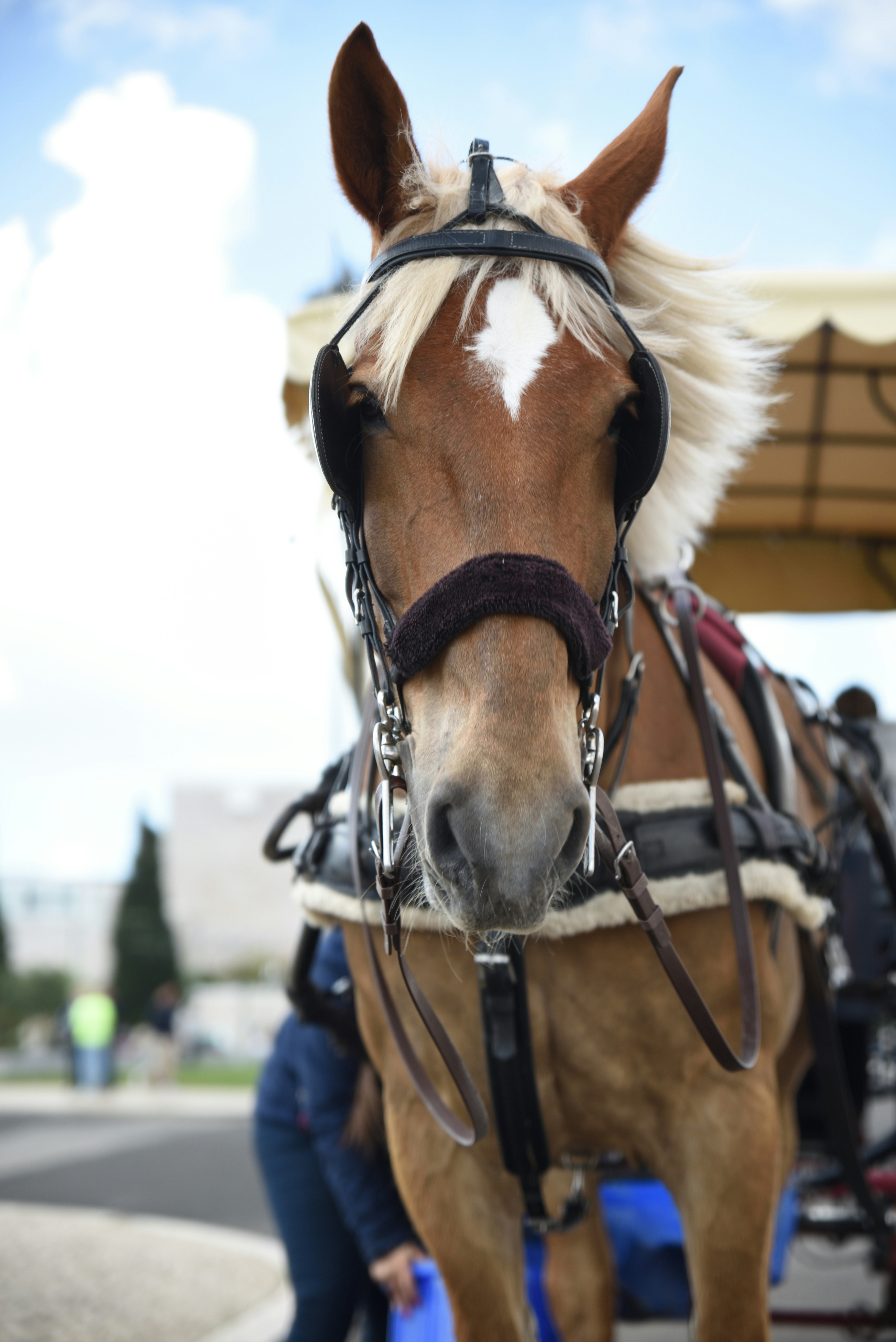 The transportation is always varied in the city and this one loved to be in the photo.richard hewat