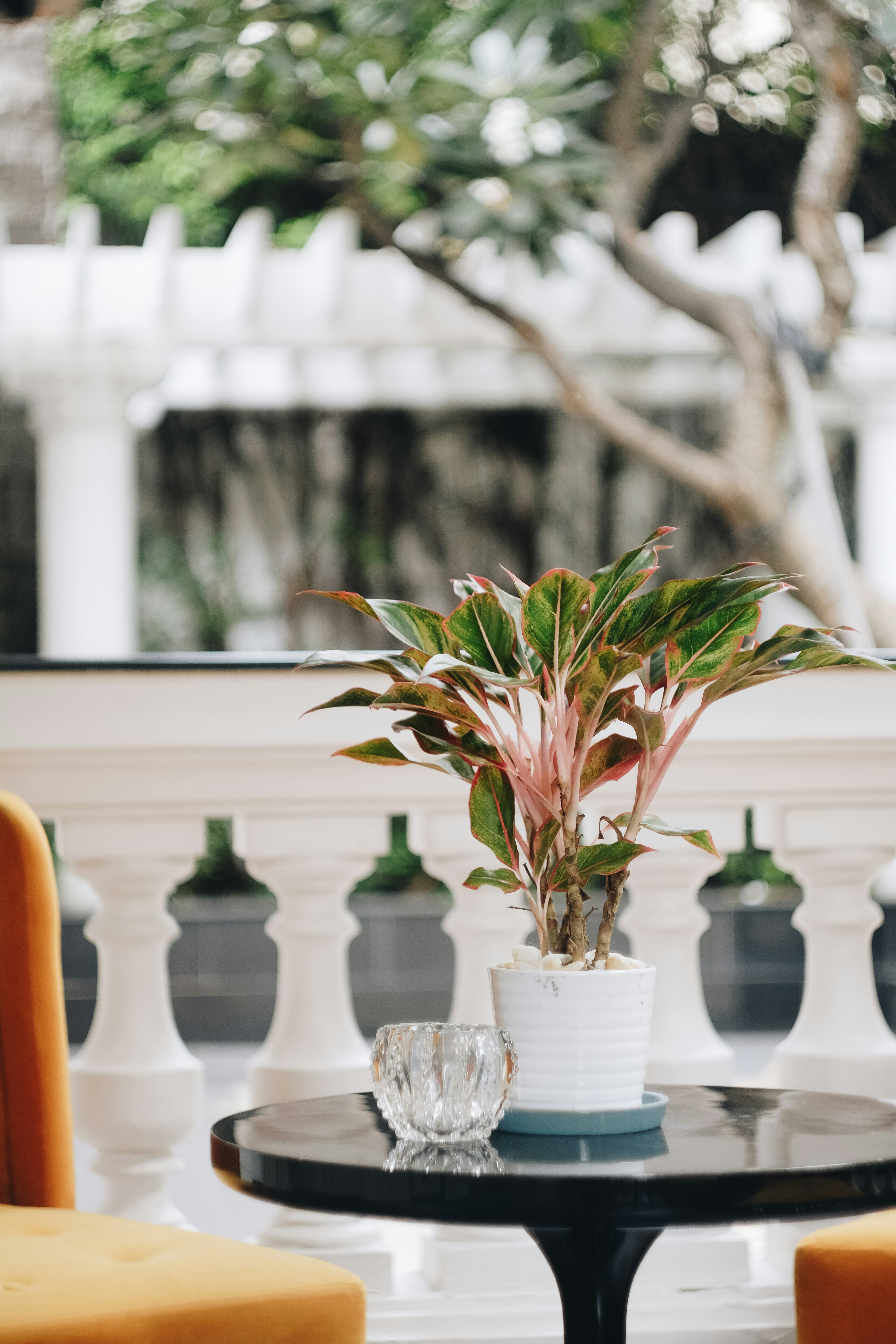 Foto Tazón de vidrio en la mesa negra – Imagen Planta gratis en Unsplash