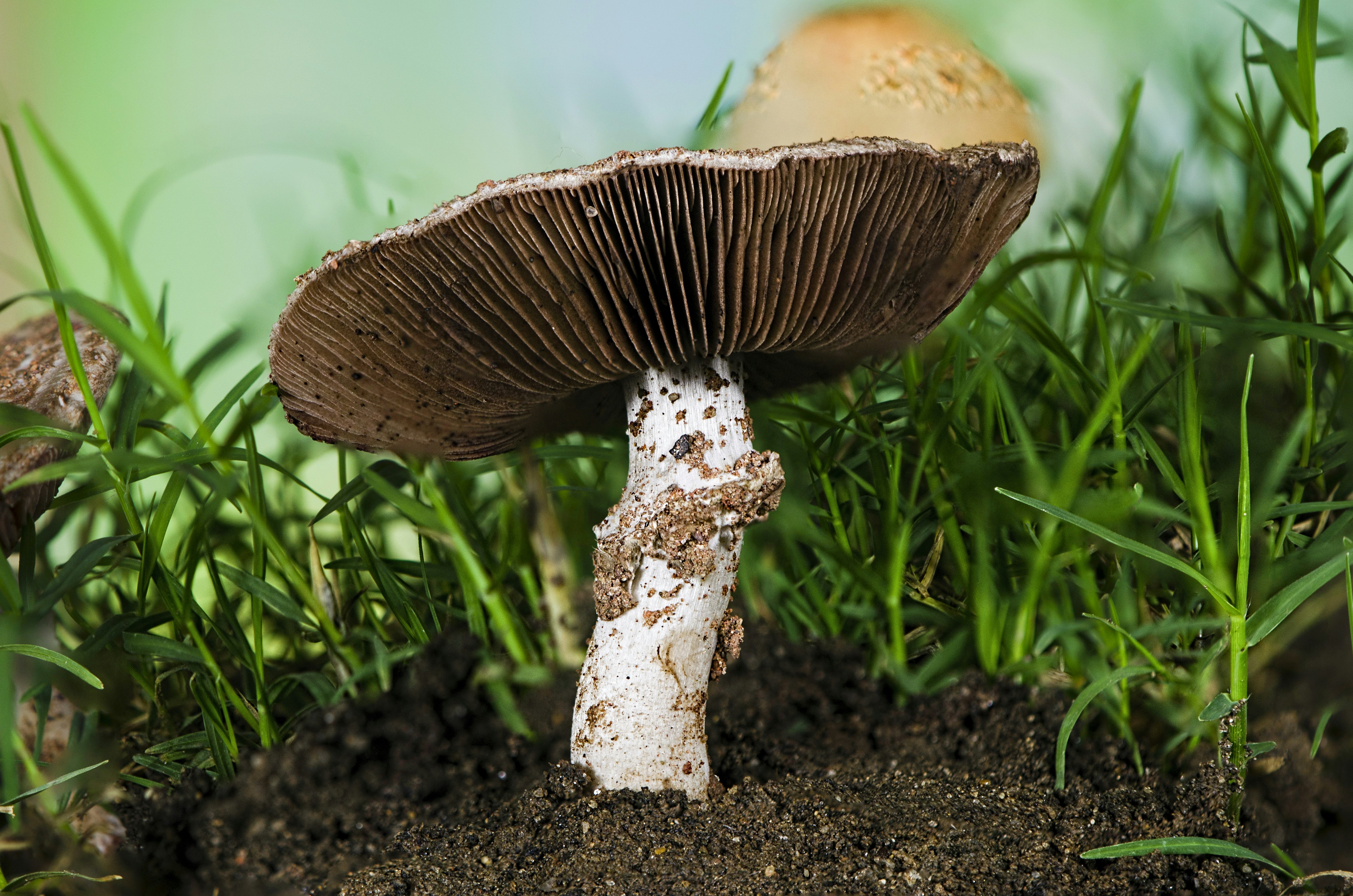 Définition de champignon | Dictionnaire français