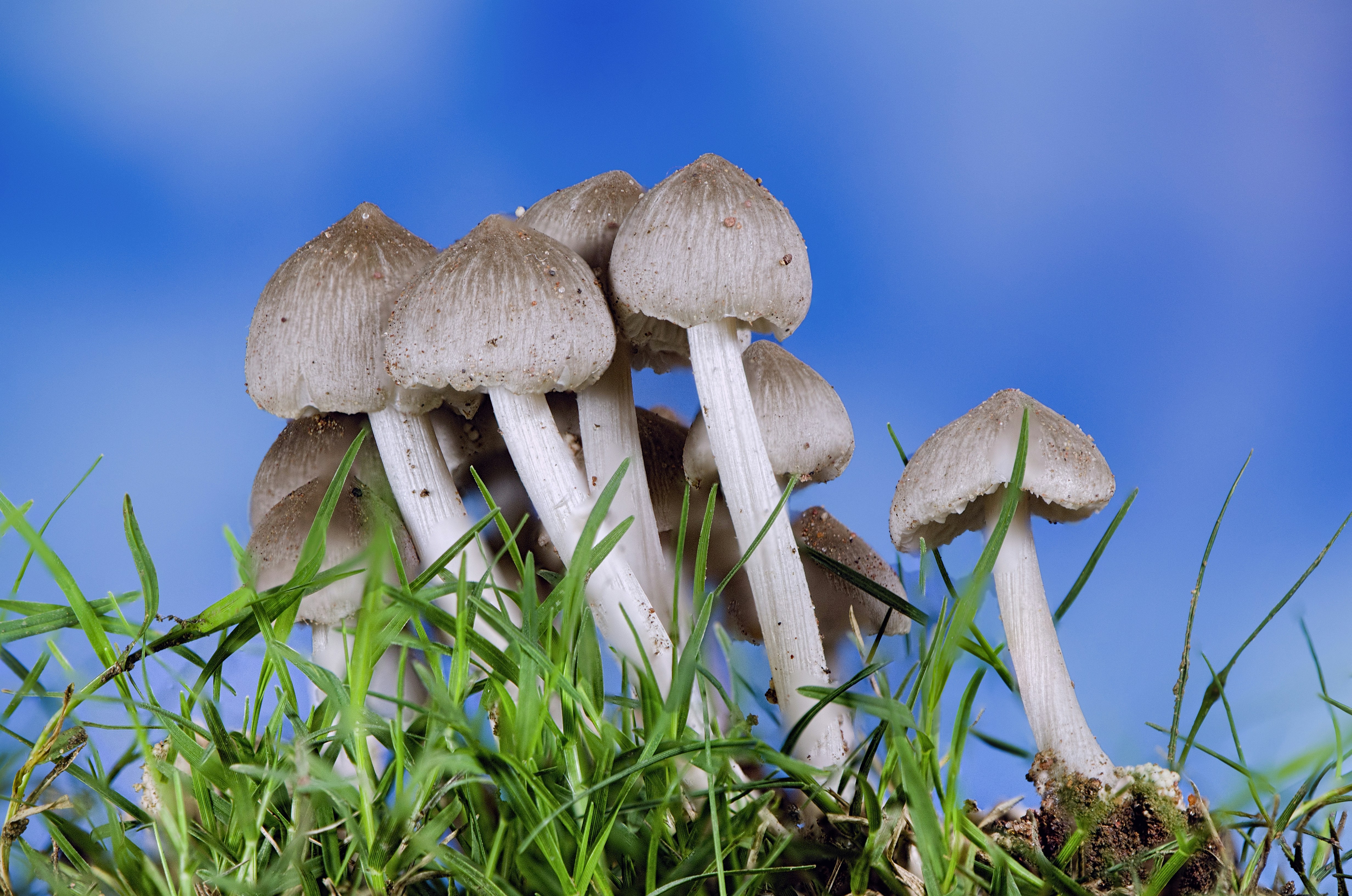 Grey mushrooms photo – Free Mushrooms Image on Unsplash