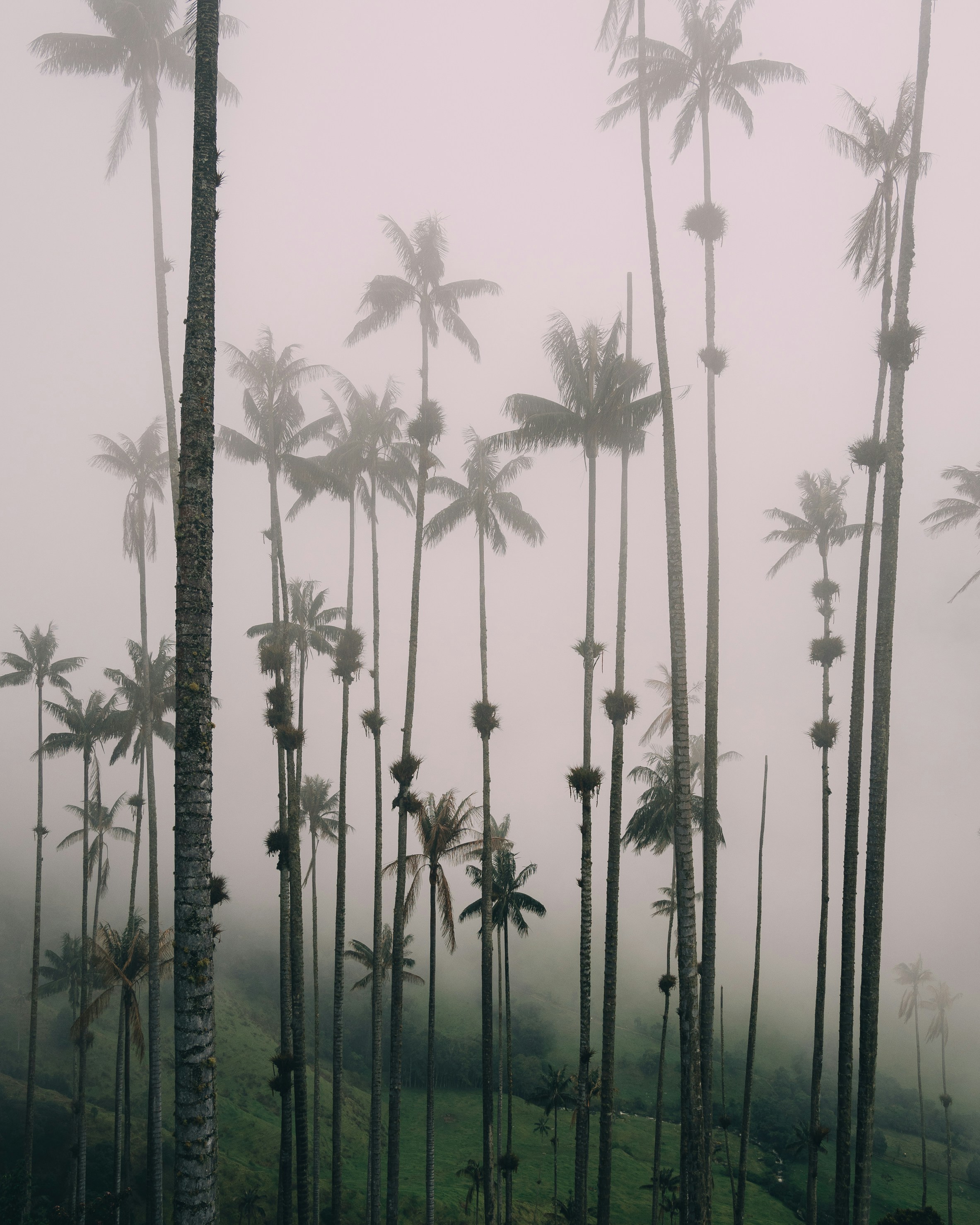 Greyscale photography of coconut trees photo – Free Grey Image on Unsplash
