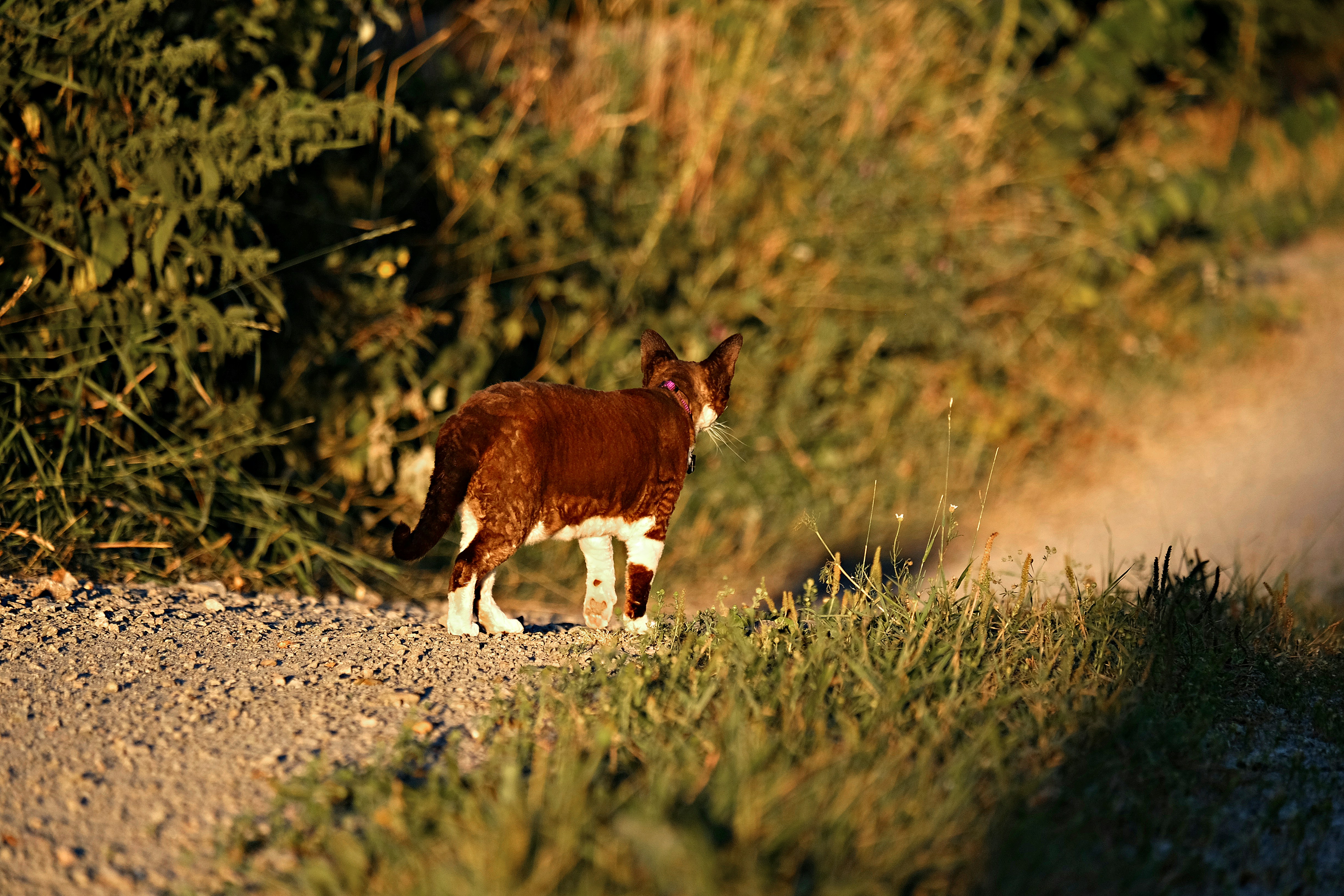 Amber Fox on a Gravel Path at Golden Hour