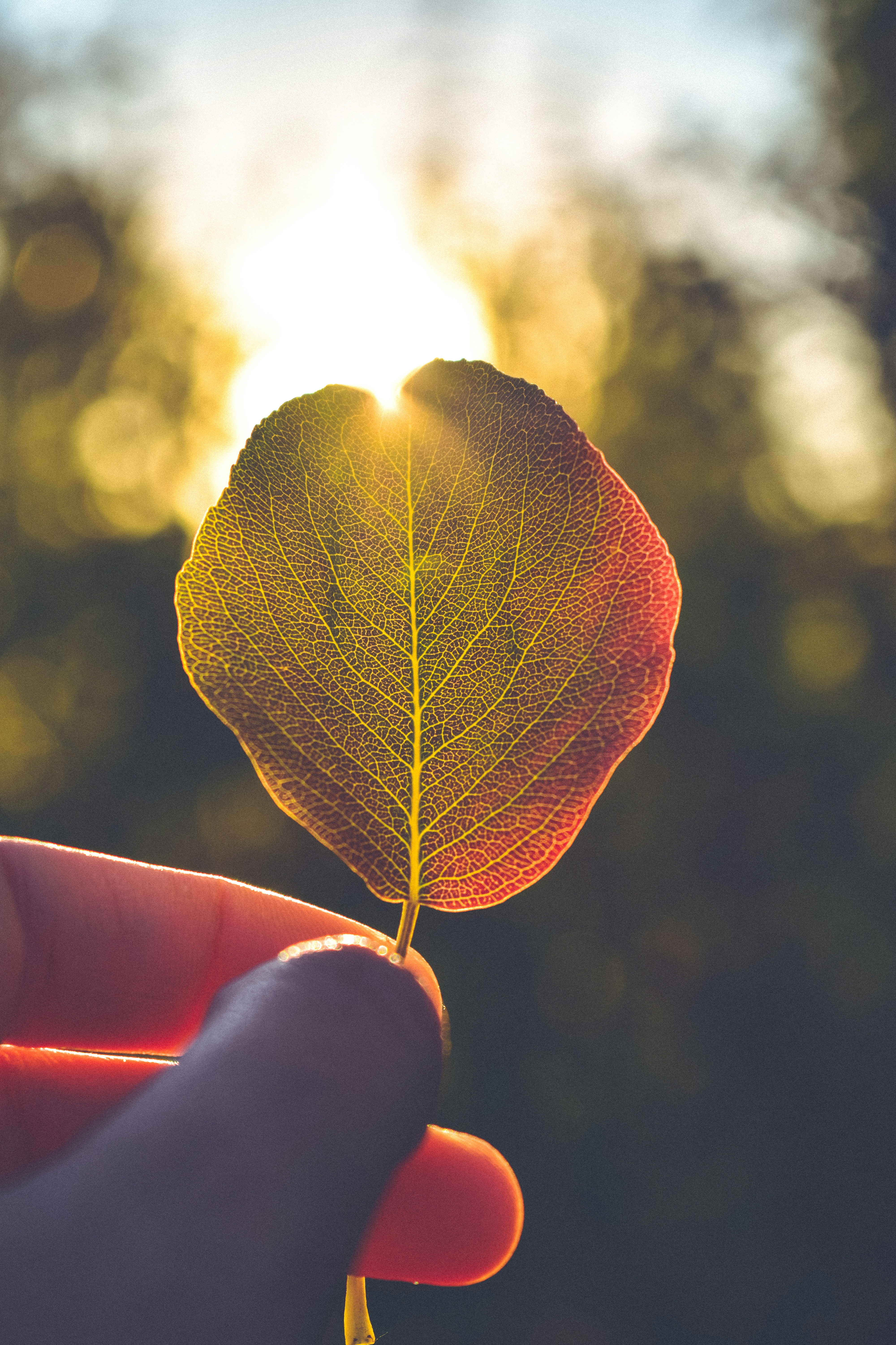 Autuwn leaf.
