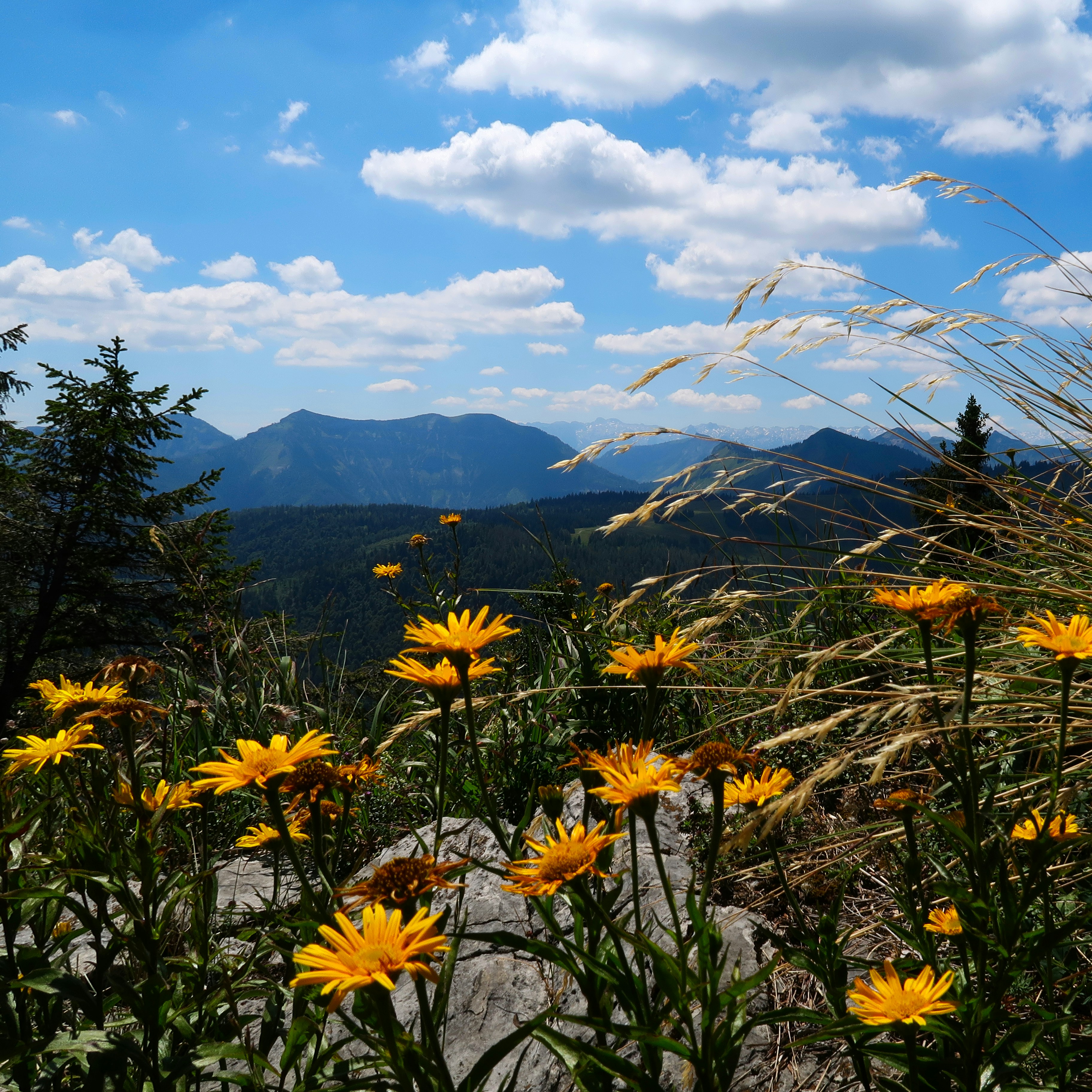 Goldspecked Summit: Sunlit Flowers Against a Mountain Horizon