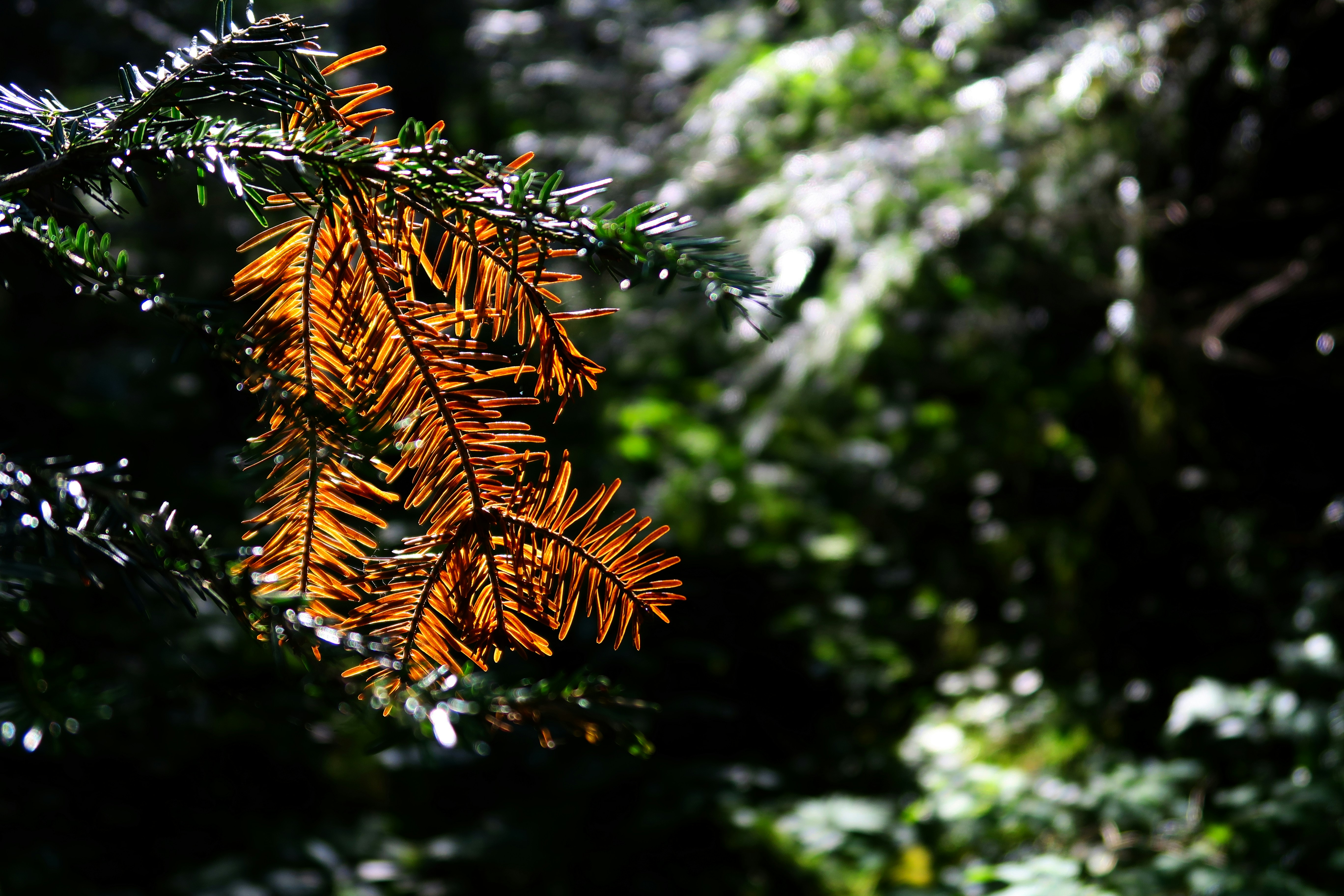 Sunlit Amber Fern Against Velvet Forest Shadows