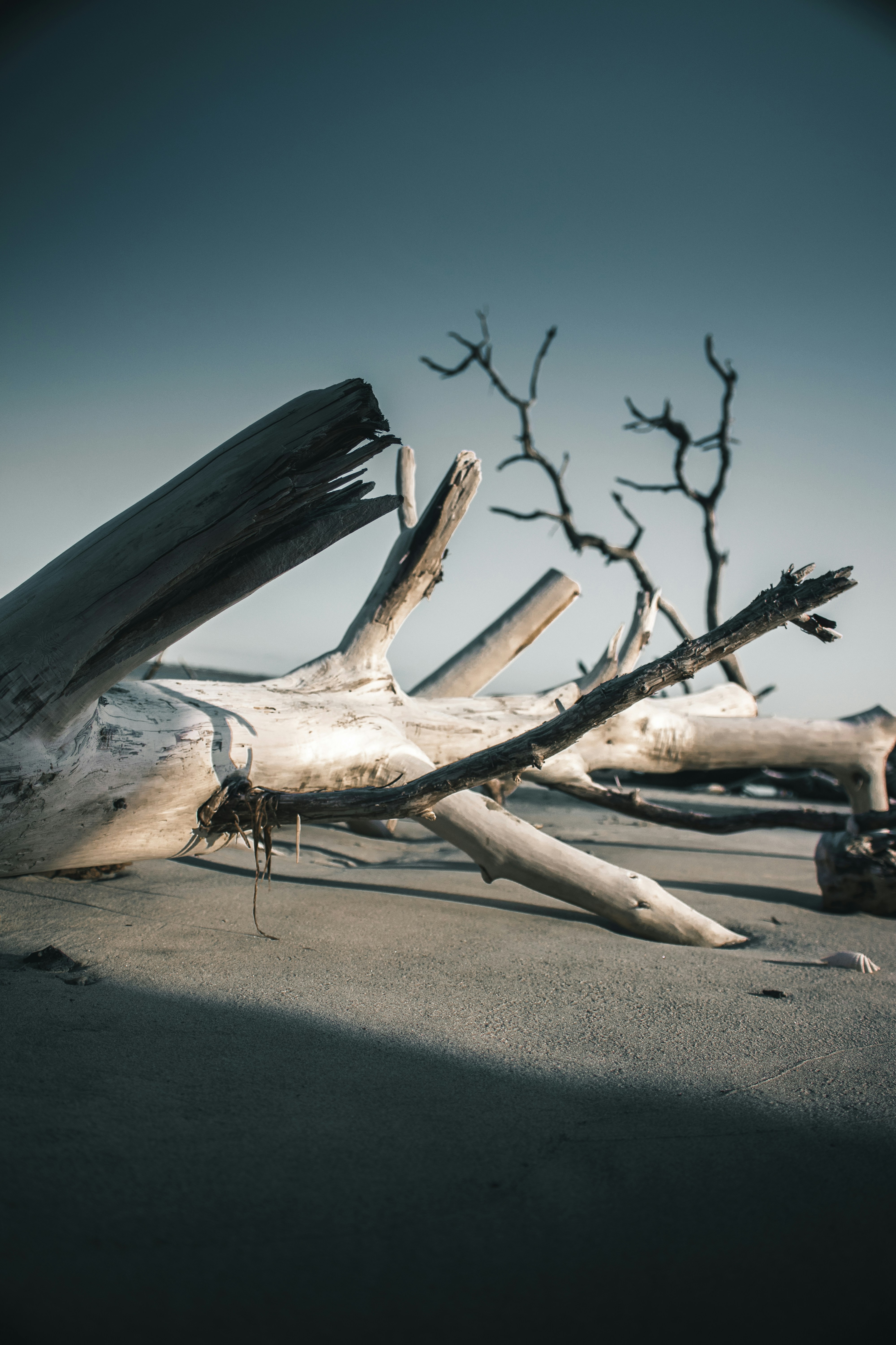 Whispers of the Shoreline: Nature's Sculpted Remnants
