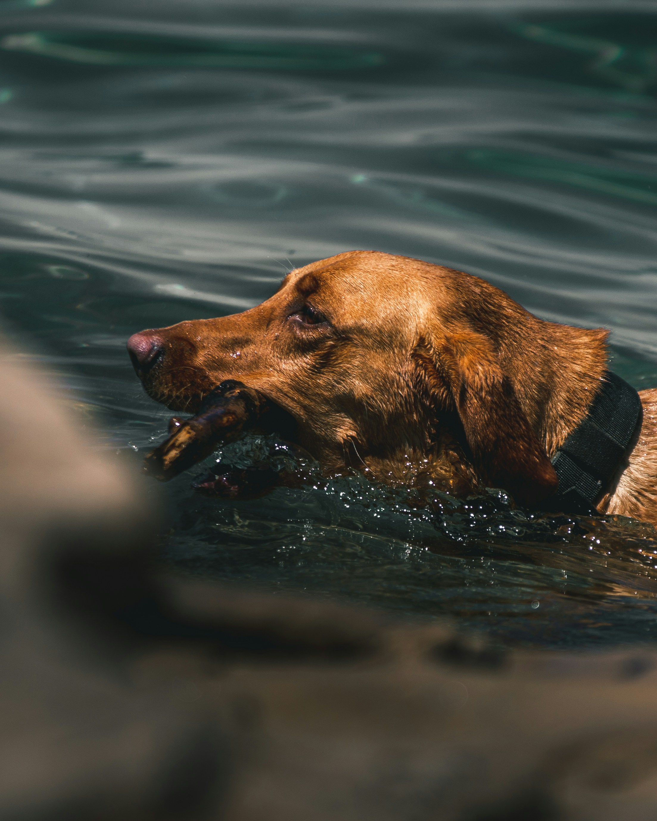 Dog Swimming Pictures | Download Free Images on Unsplash