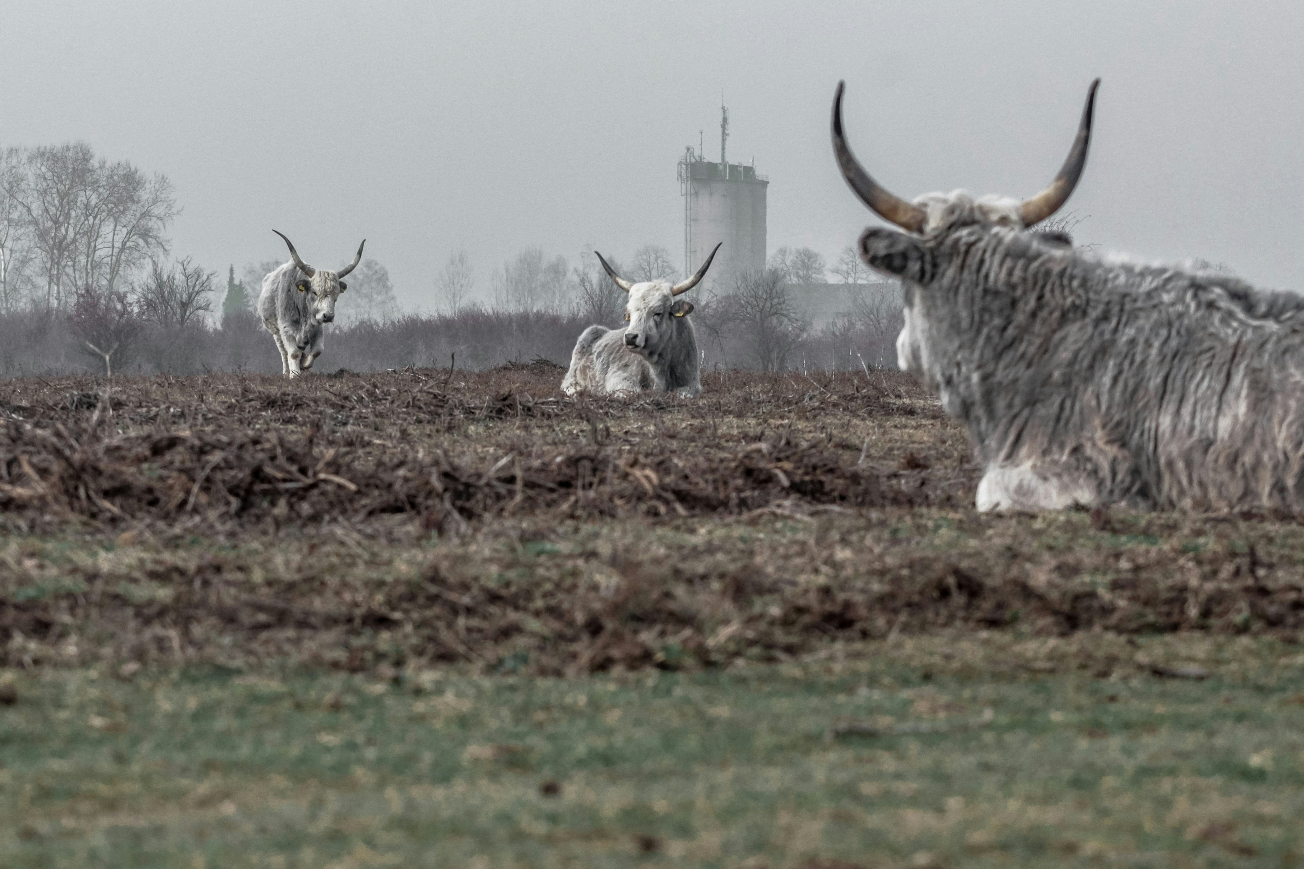 Highland cattle grazing in a misty landscape, with a distant tower partially obscured by fog. The serene atmosphere enhances the natural beauty of the scene.