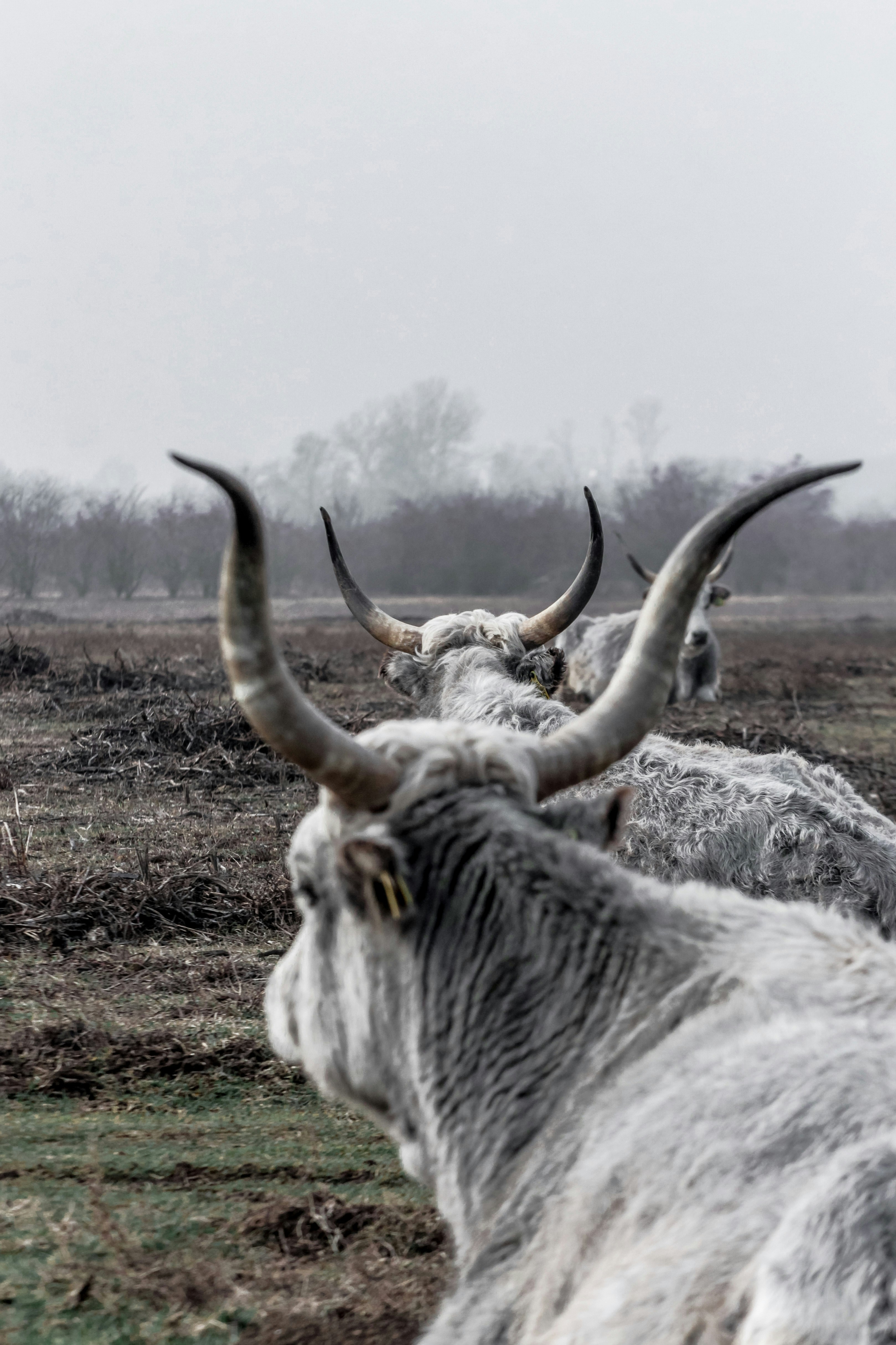 White and gray bison on field photo – Free Grey Image on Unsplash