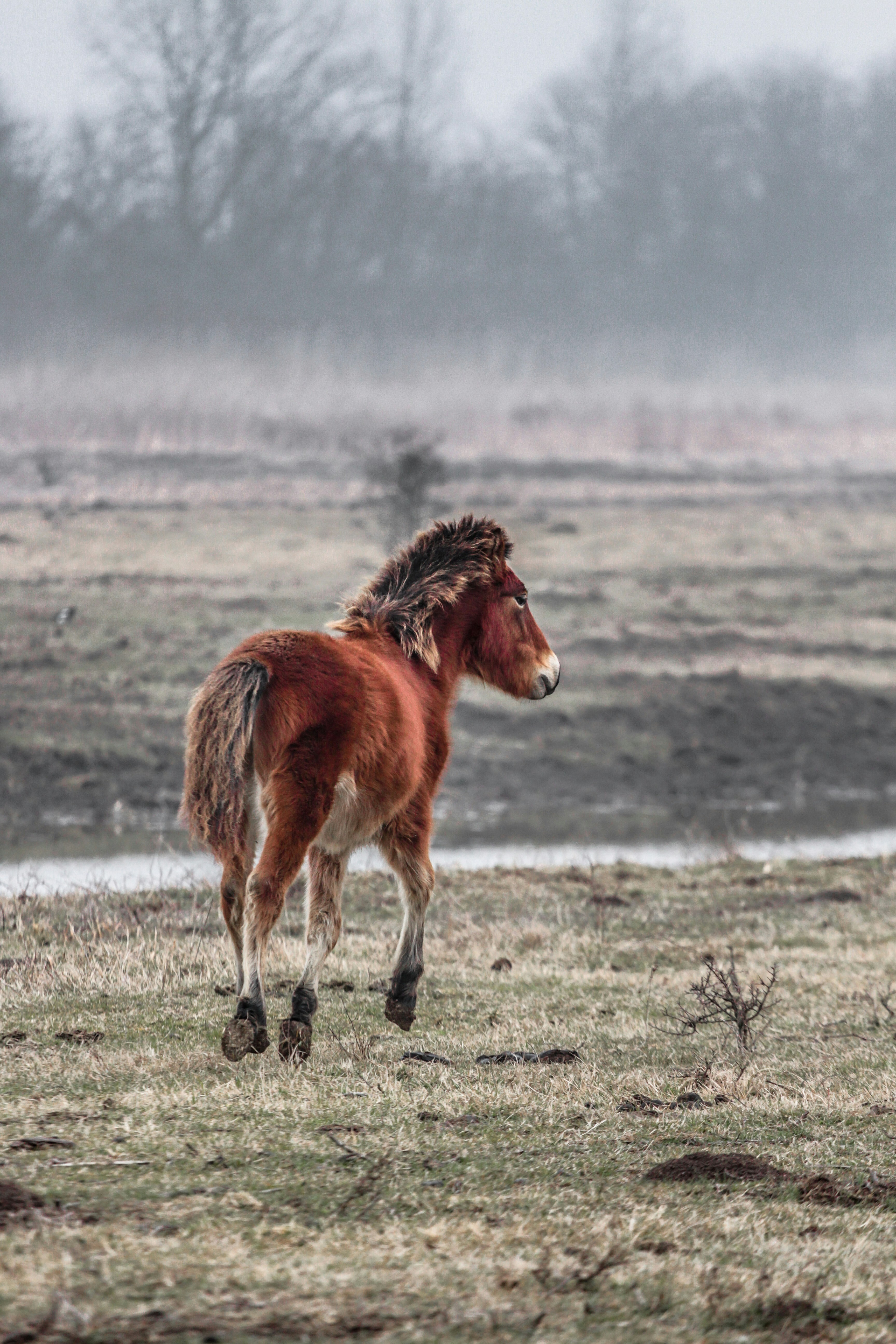 Rust Pony at the Mist-Drowned Meadow