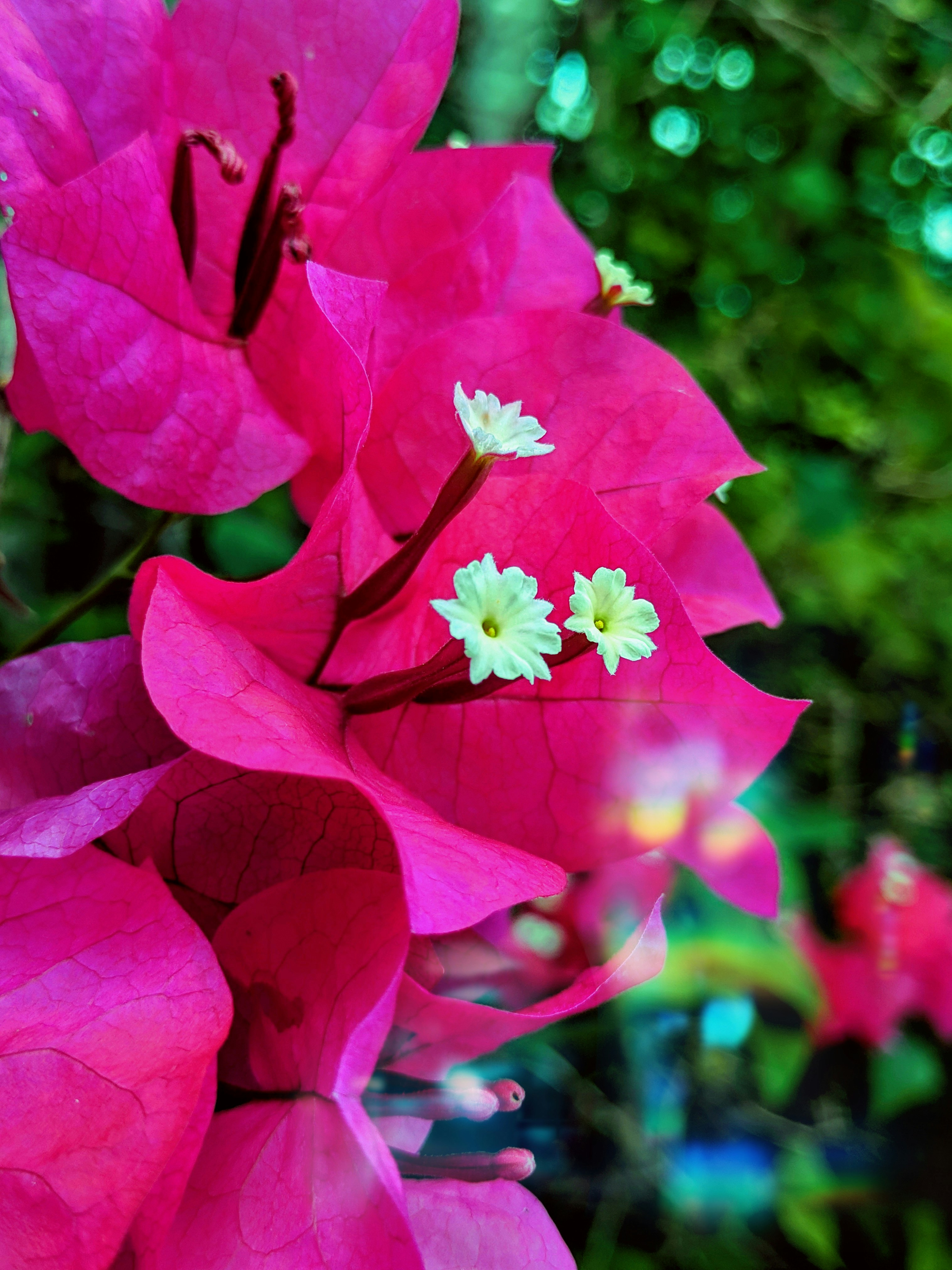 Close-up of vibrant pink bougainvillea flowers showcasing delicate white blooms nestled within. A burst of color amidst lush greenery.