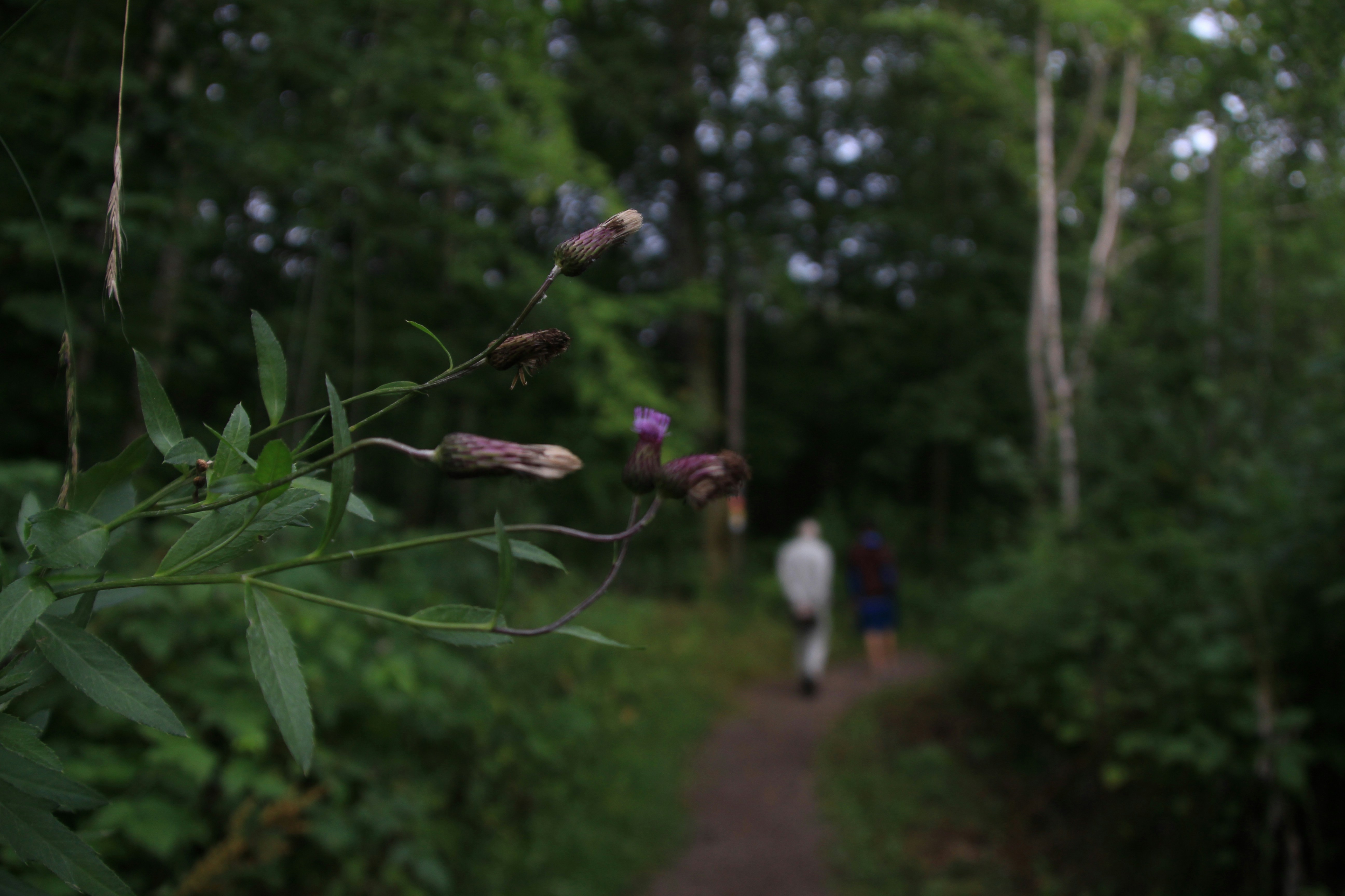 Wilted blossoms on the edge of a forest path