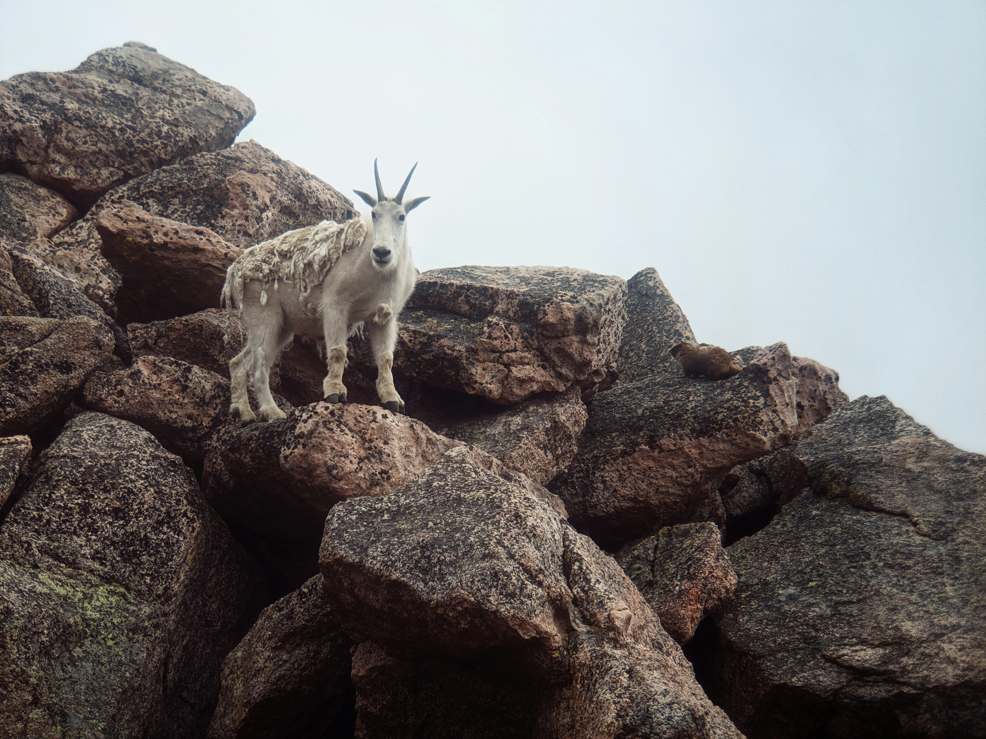 Mountain goat stands on rugged granite crags beneath a pale, misty sky. This nature photograph highlights the stark alpine contrast between creature and terrain.
