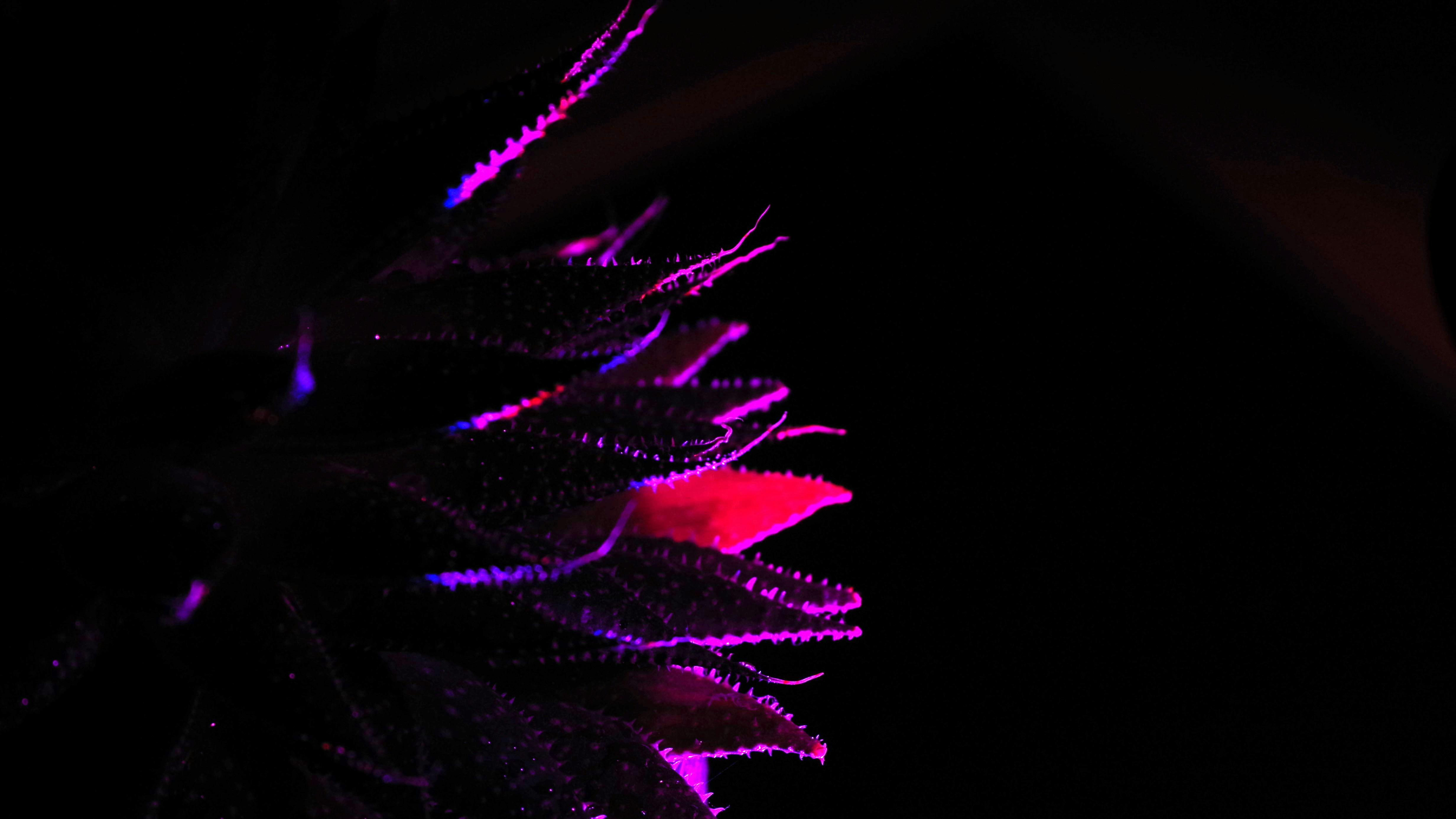 Neon Petals in the Void