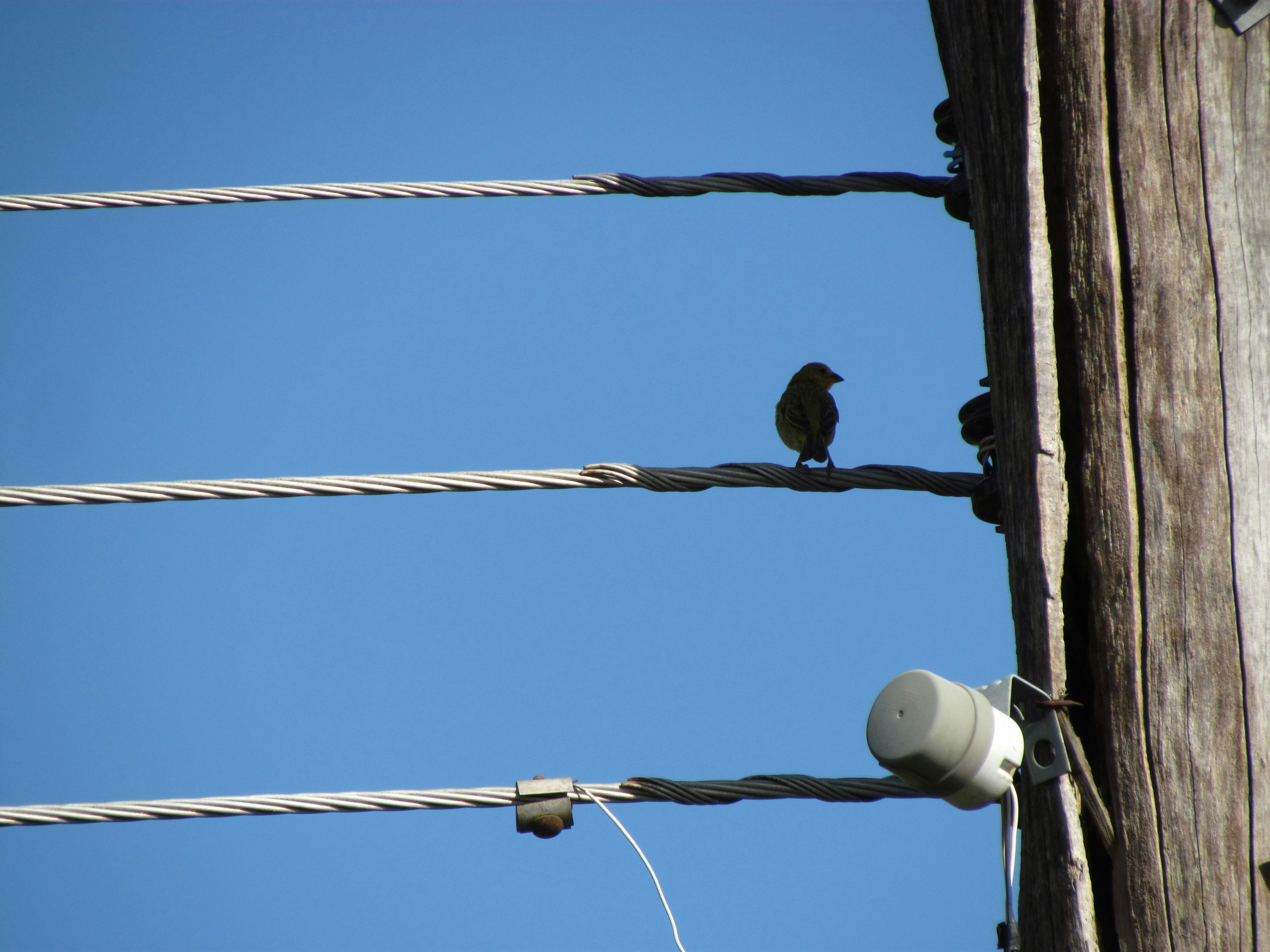 Silhouette of a small bird perched on a power line against a clear blue sky.