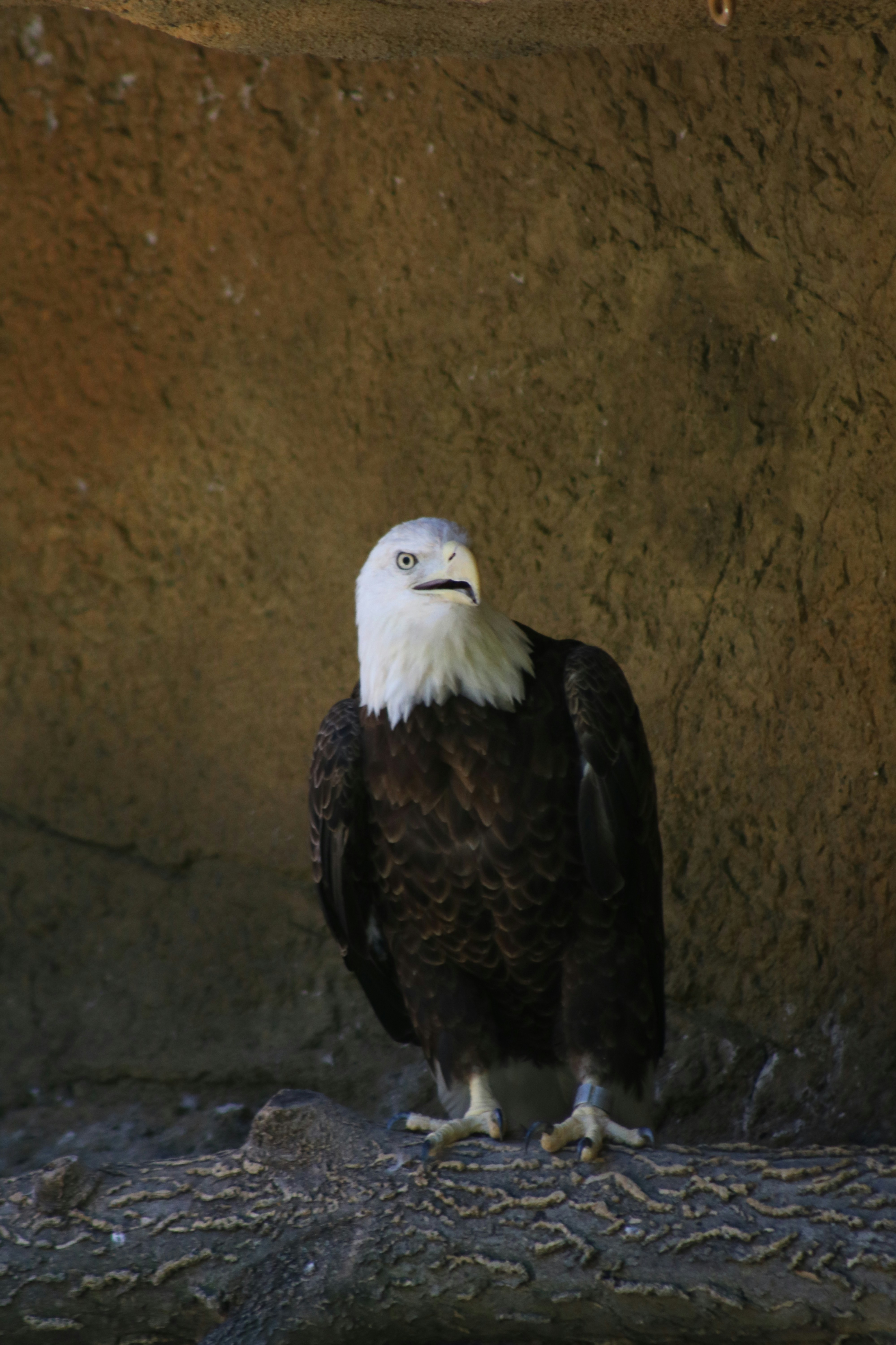 Bald eagle perched on a log, displaying its striking white head and dark feathers against a natural backdrop.