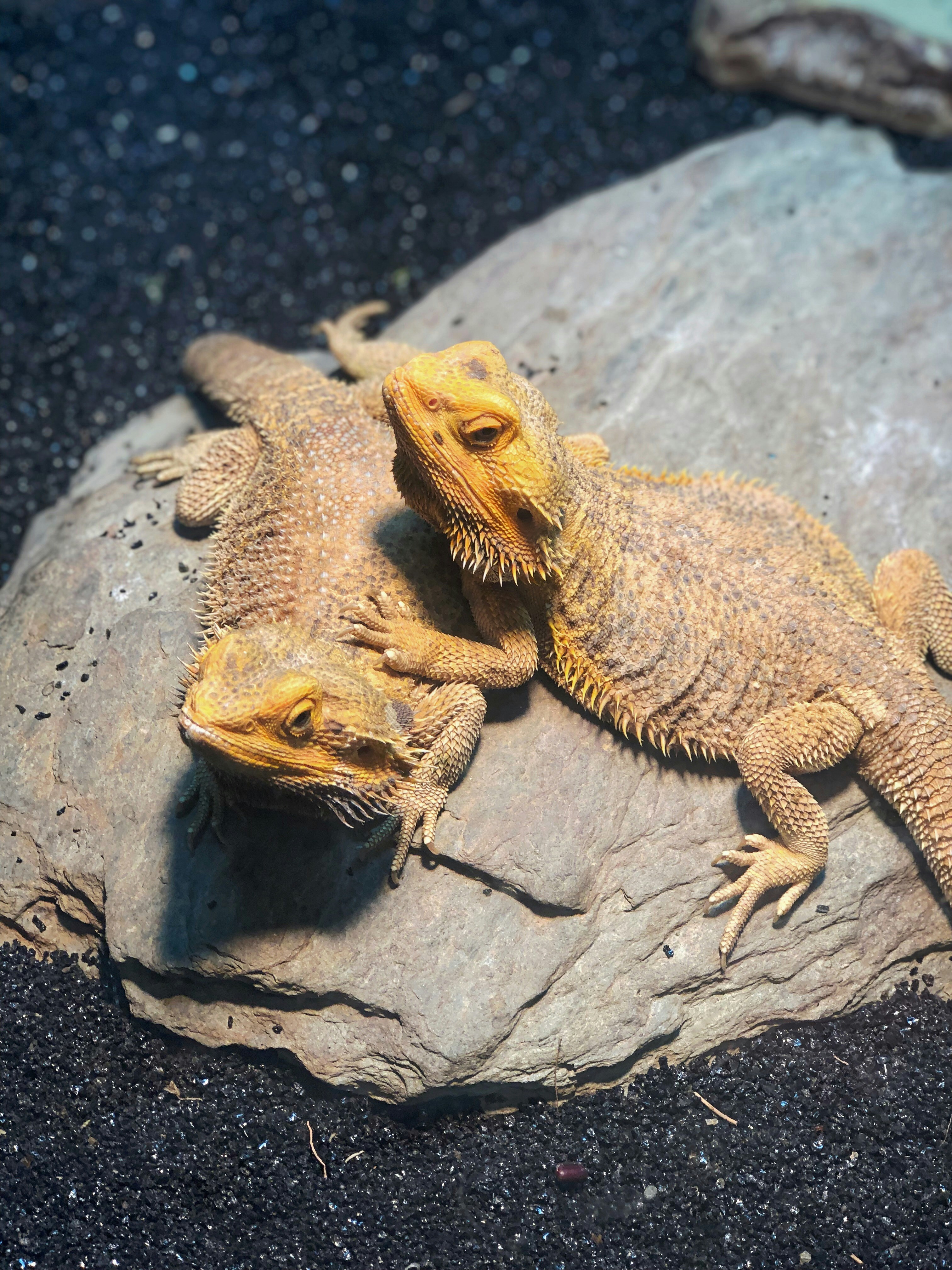 Two bearded dragons basking on a rock, showcasing their vibrant scales and relaxed demeanor.