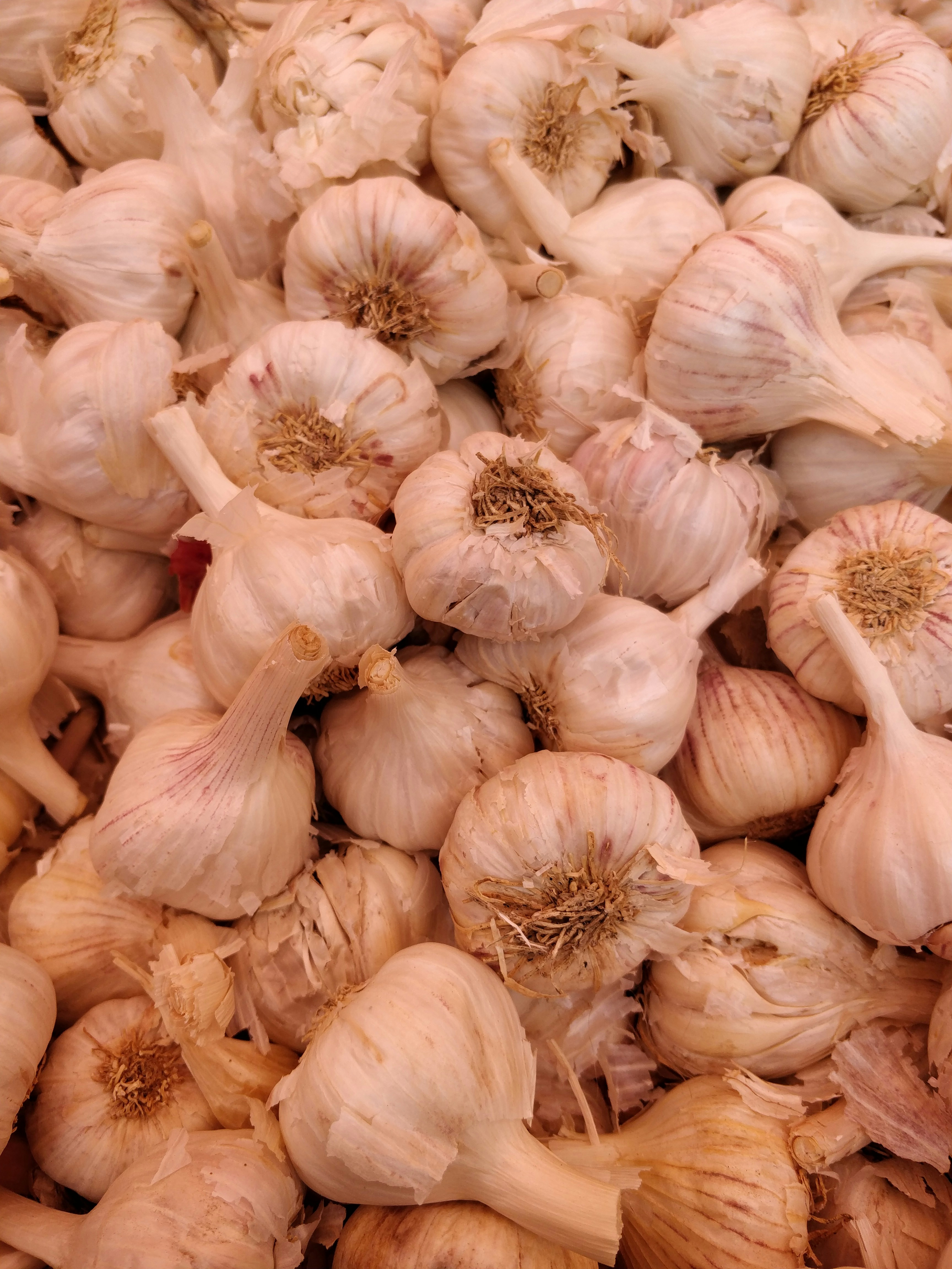 Pile of garlic photo – Free India Image on Unsplash