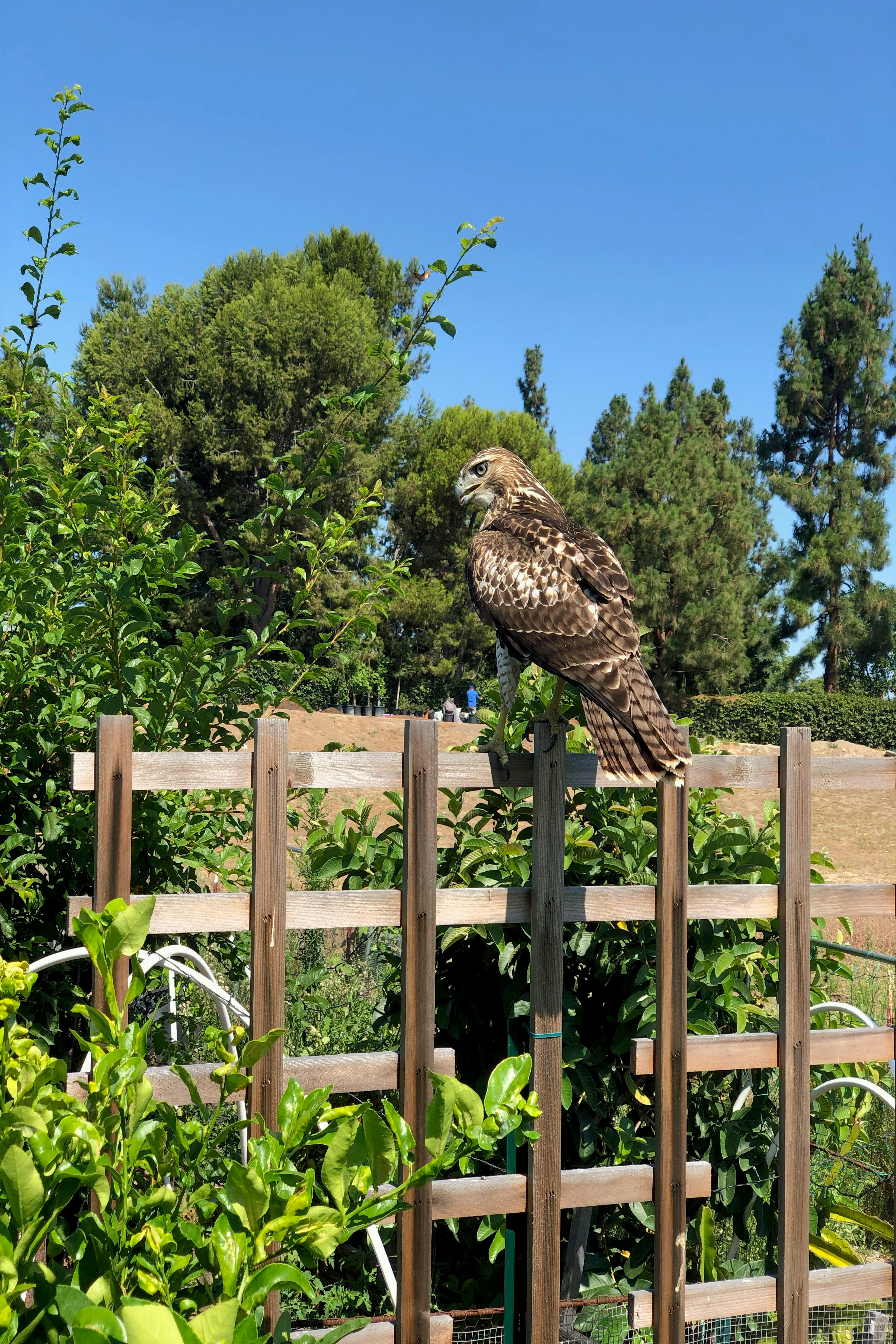 Chat-huant photo – Photo Etats-Unis Gratuite sur Unsplash