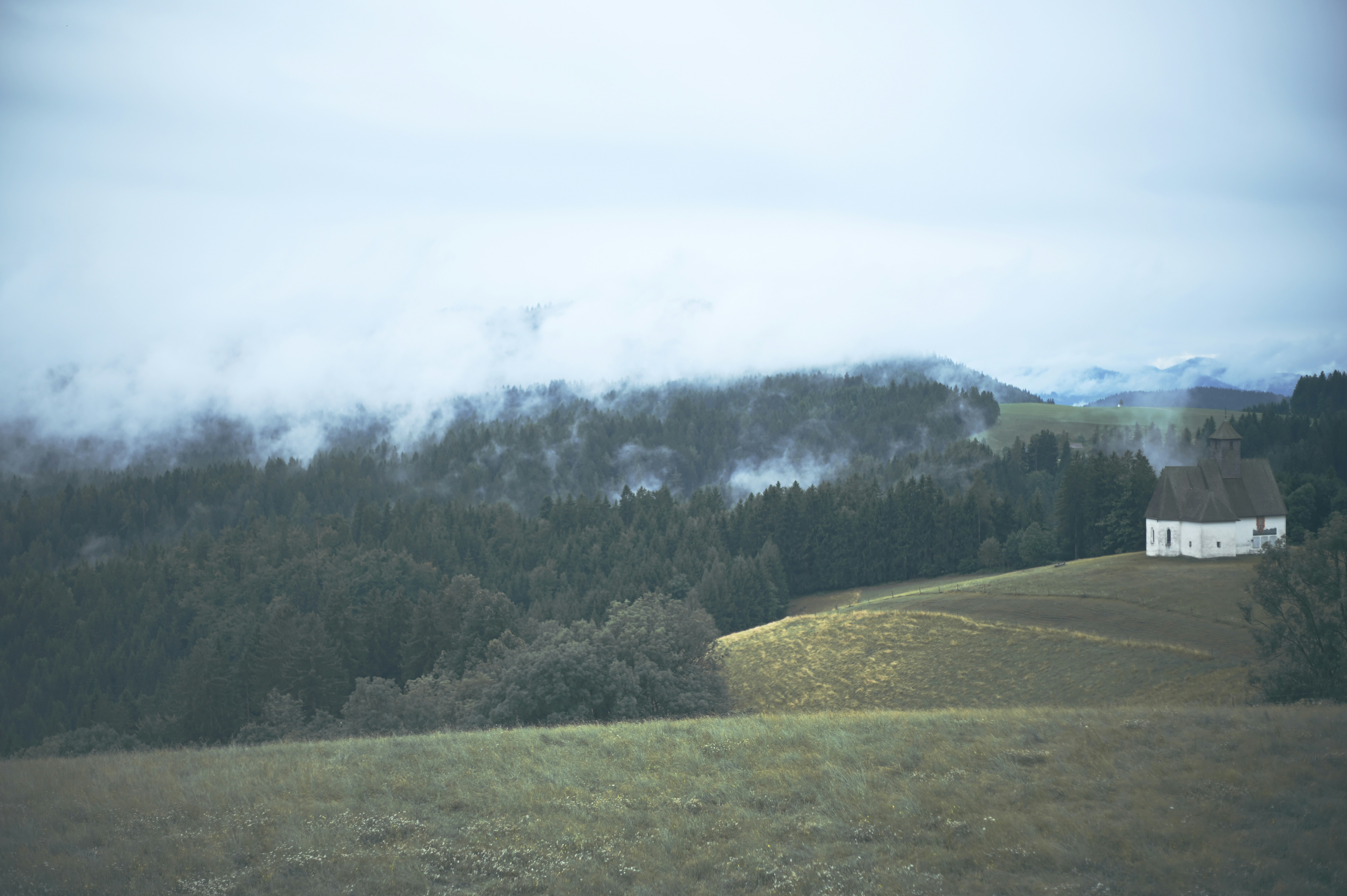 Whispers of Mist Over Woodland Sanctuary