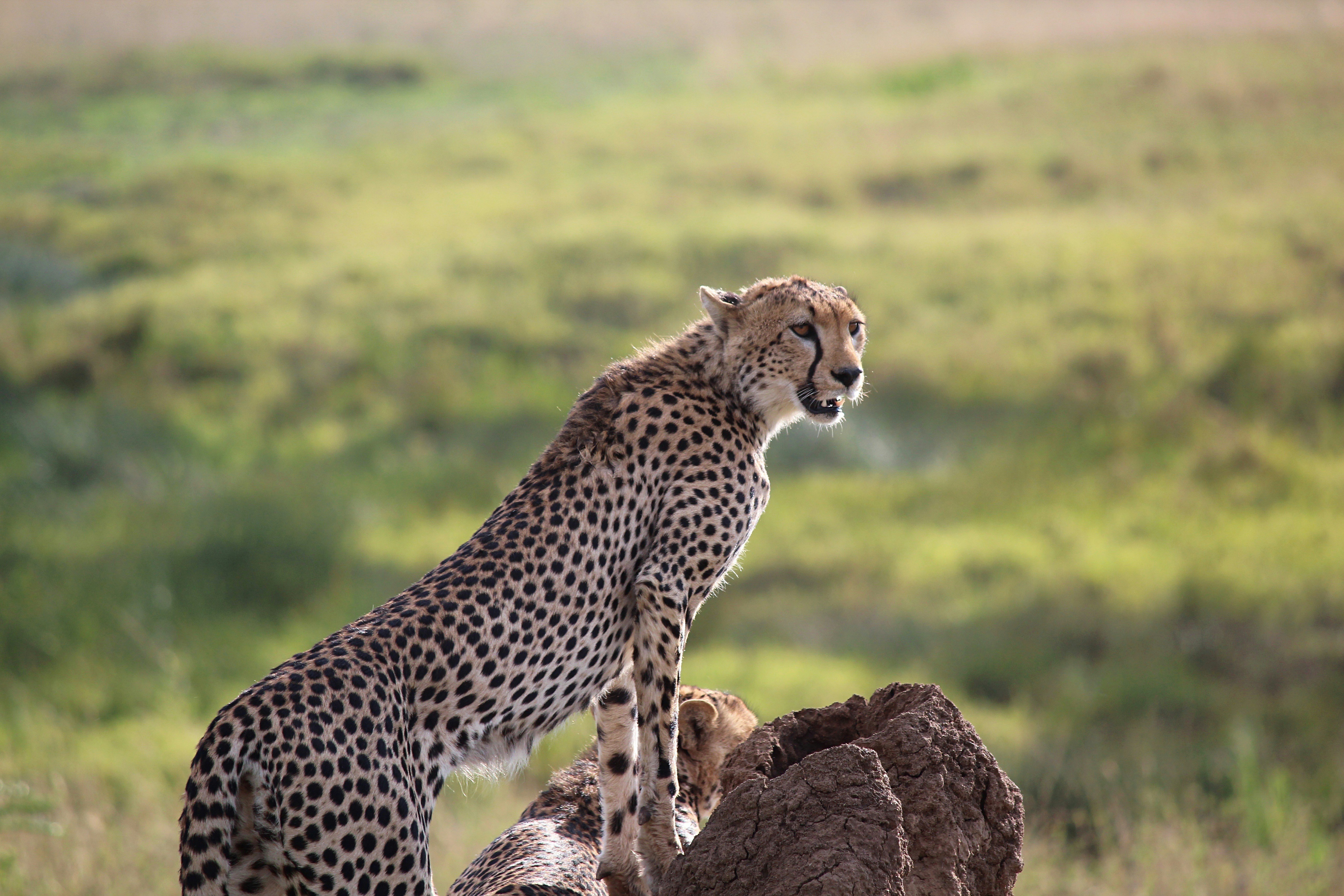 Vigilant Cheetah Surveying the Grasslands