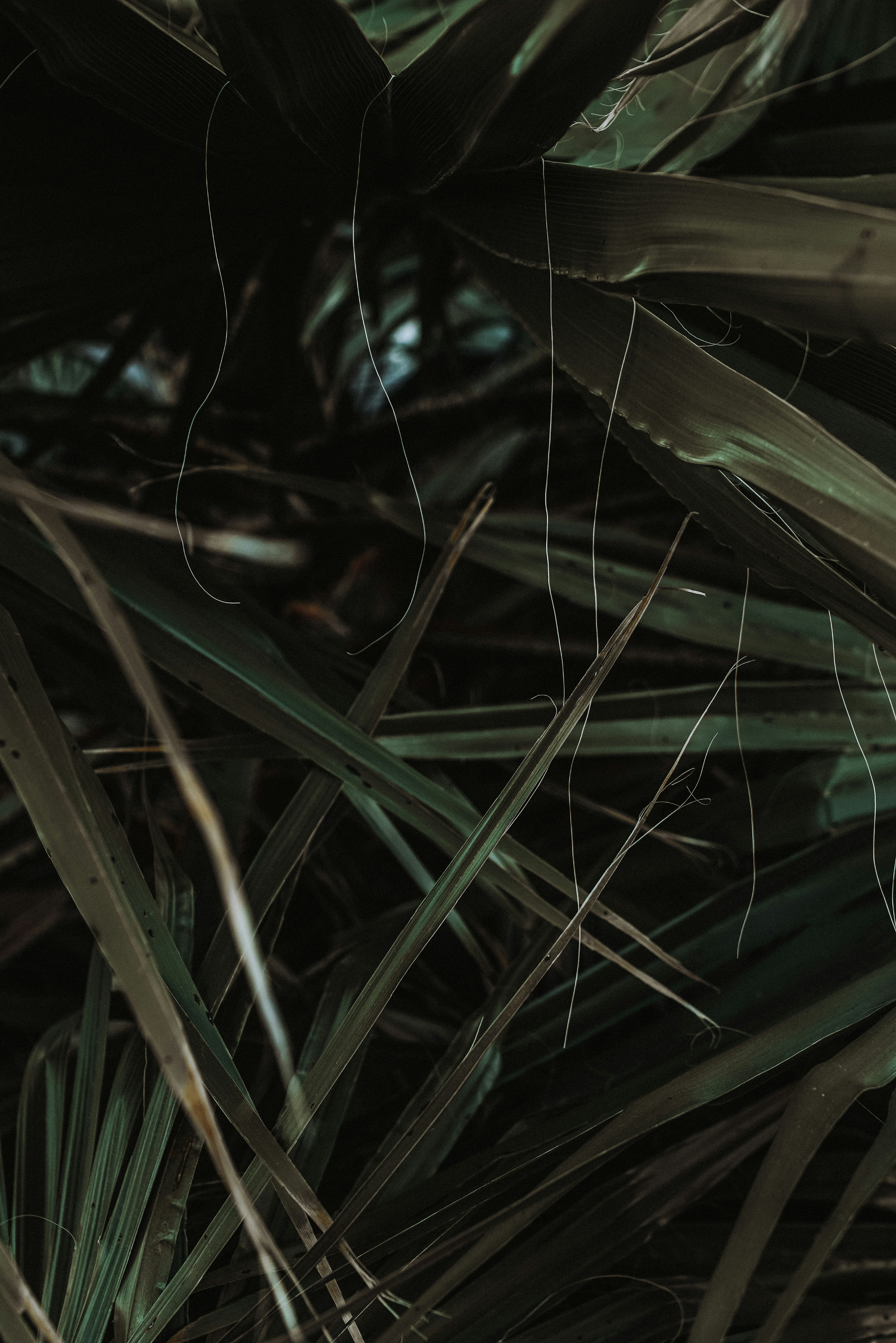 Tangled blades: a close-knit web of grass fibers and threads