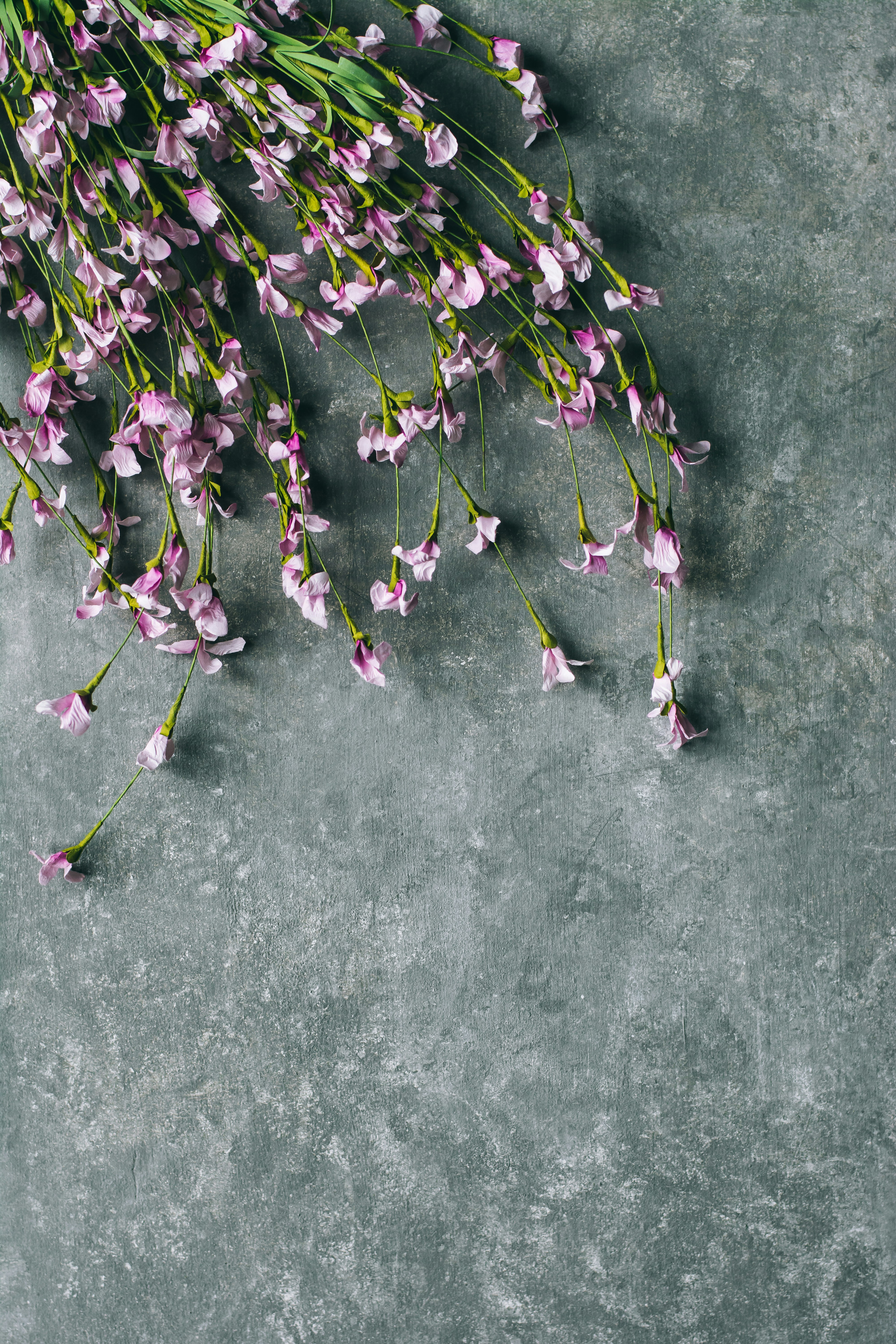 Delicate pink flowers cascading gracefully over a textured gray surface, embodying the essence of spring's renewal.