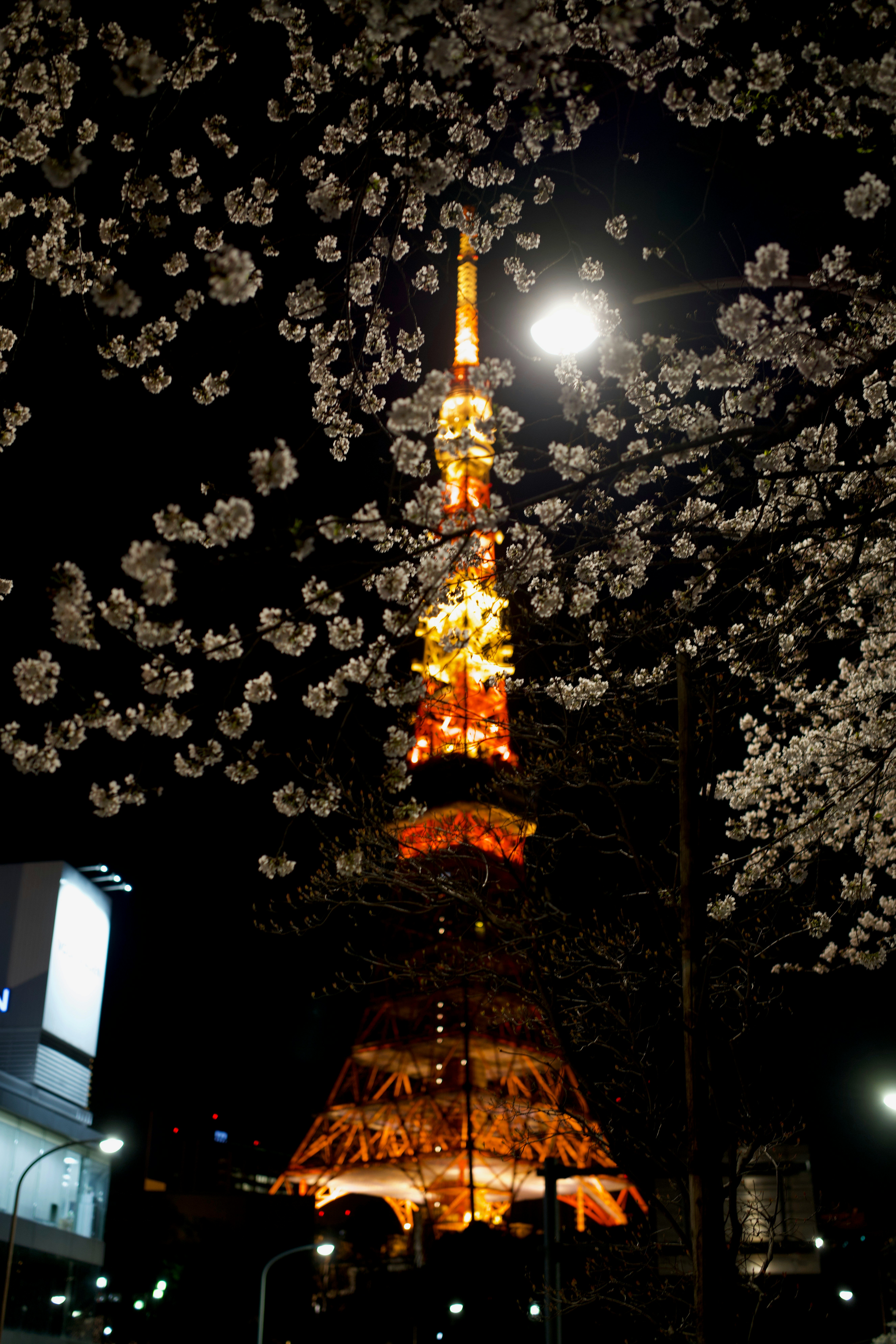 Tokyo Tower illuminated at night, framed by blooming cherry blossoms in the foreground. The scene captures the essence of spring in the city.