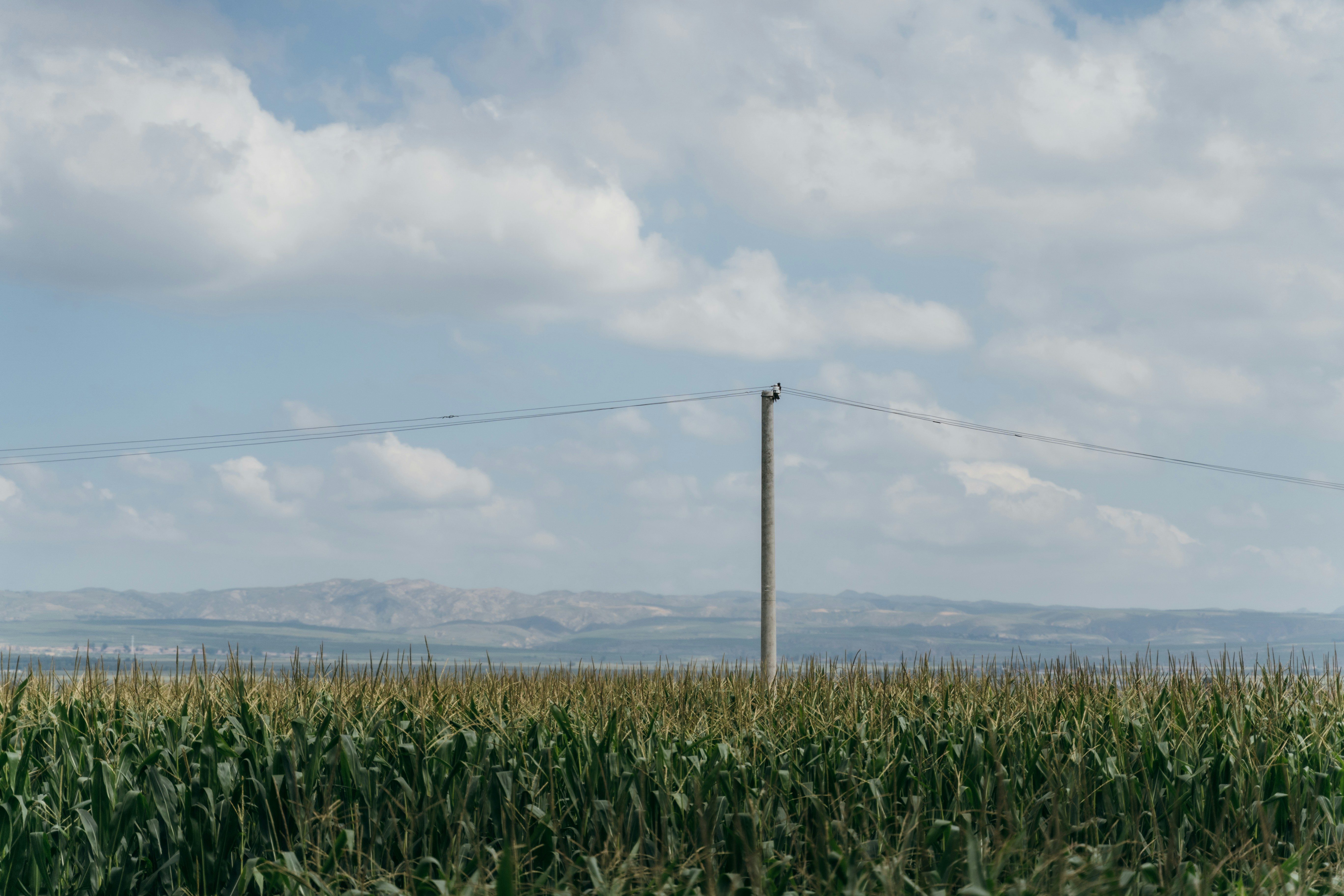Cornfield stretching towards a distant mountain range under a sky dotted with clouds.