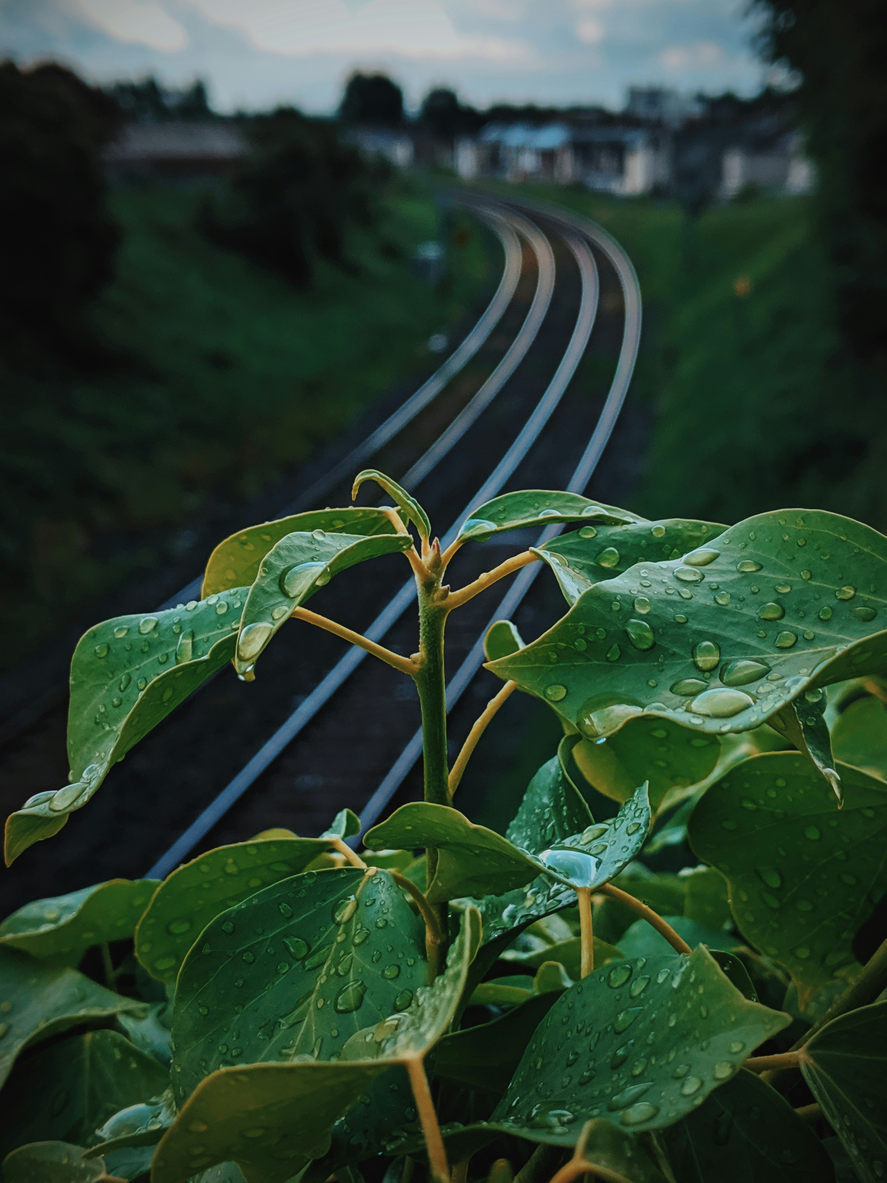 Lush green leaves glistening with raindrops in the foreground, contrasting with the winding train tracks in the background. The scene captures the harmony between nature and industry.