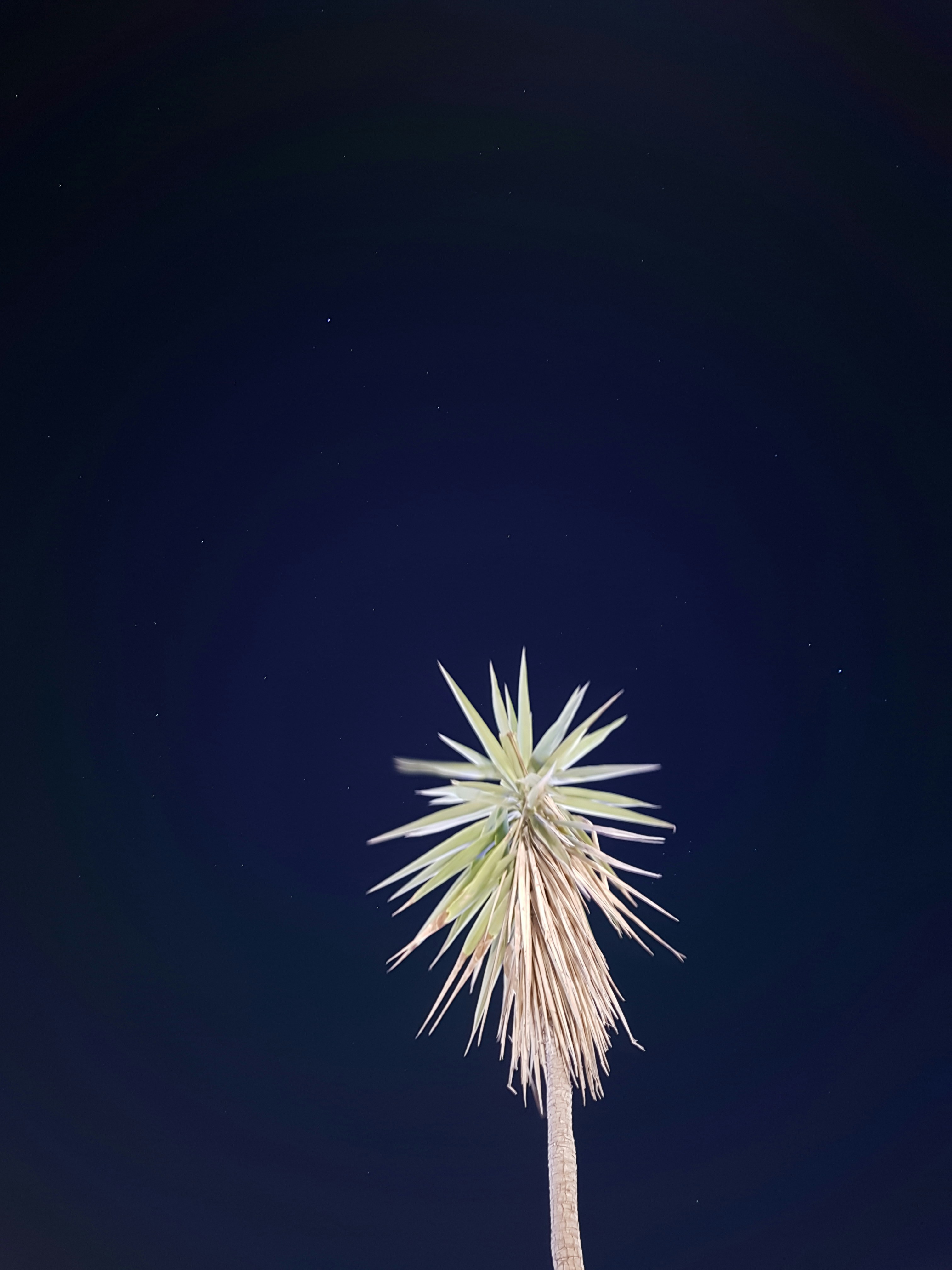 Star Session Lilu Pictures | Download Free Images on Unsplash