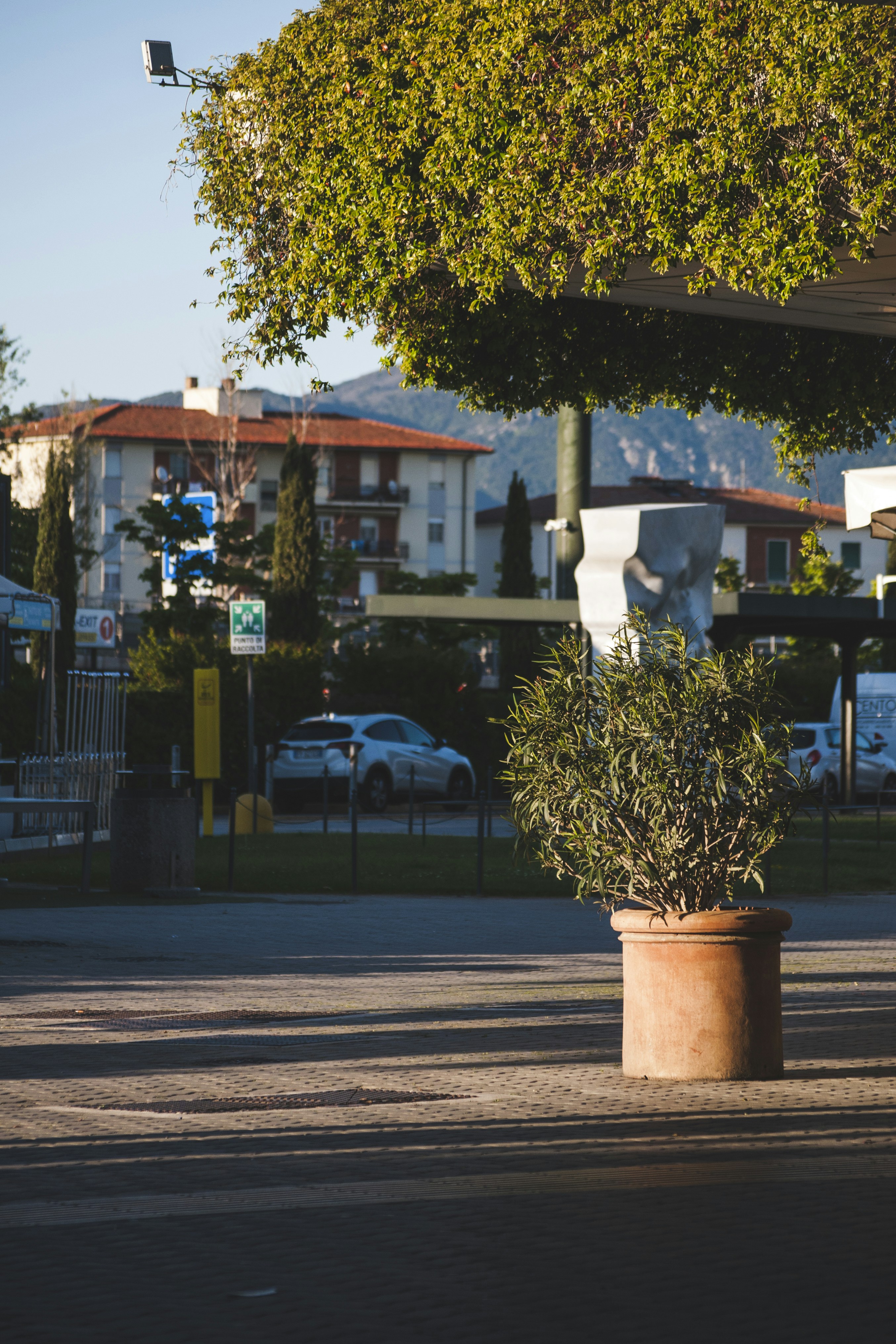 Urban Sculpture in Shadow: A Potted Olive on a Quiet Plaza