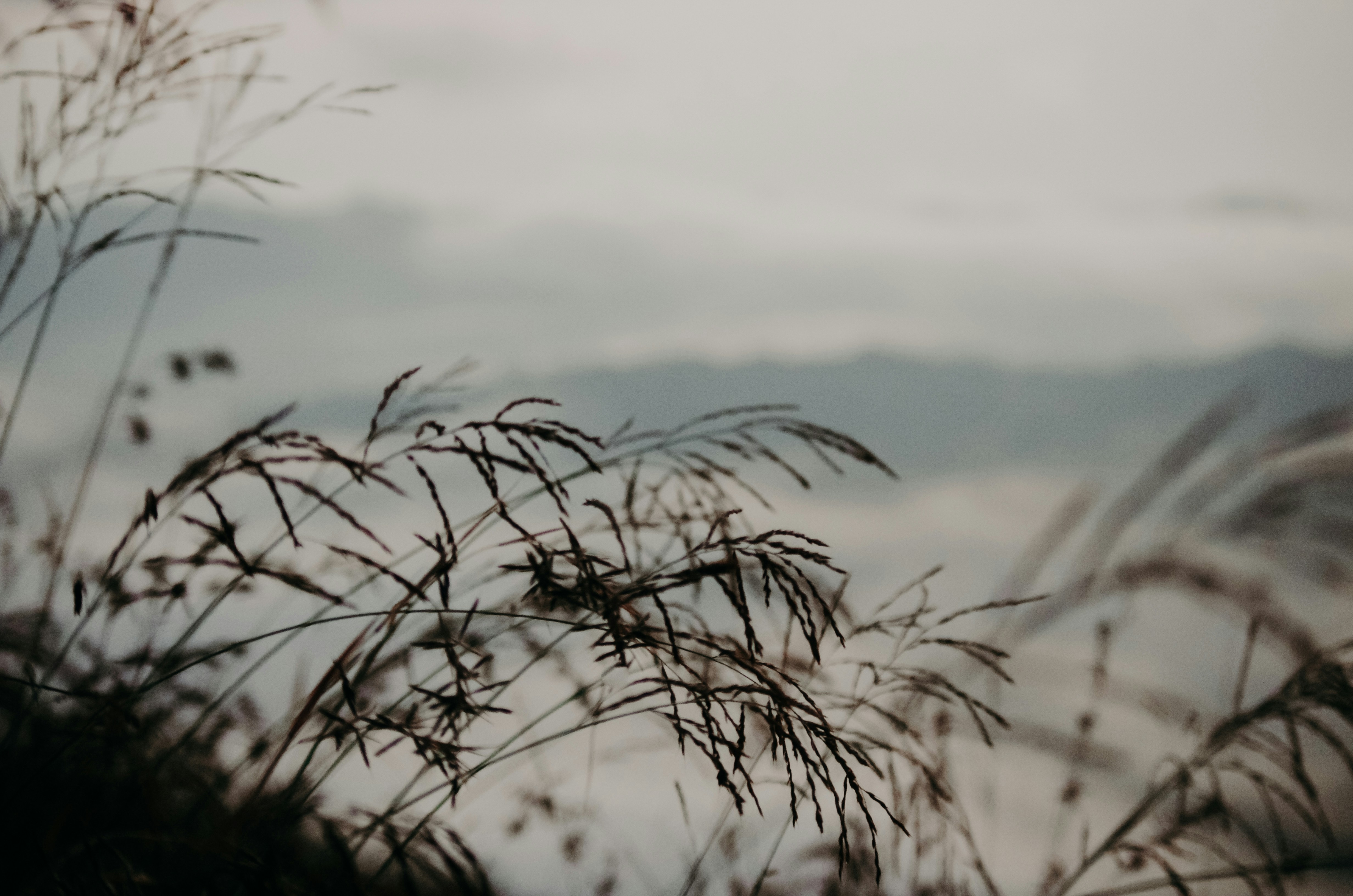 Delicate grass blades gently swaying against a soft, misty backdrop of mountains. The scene evokes a serene connection with nature.