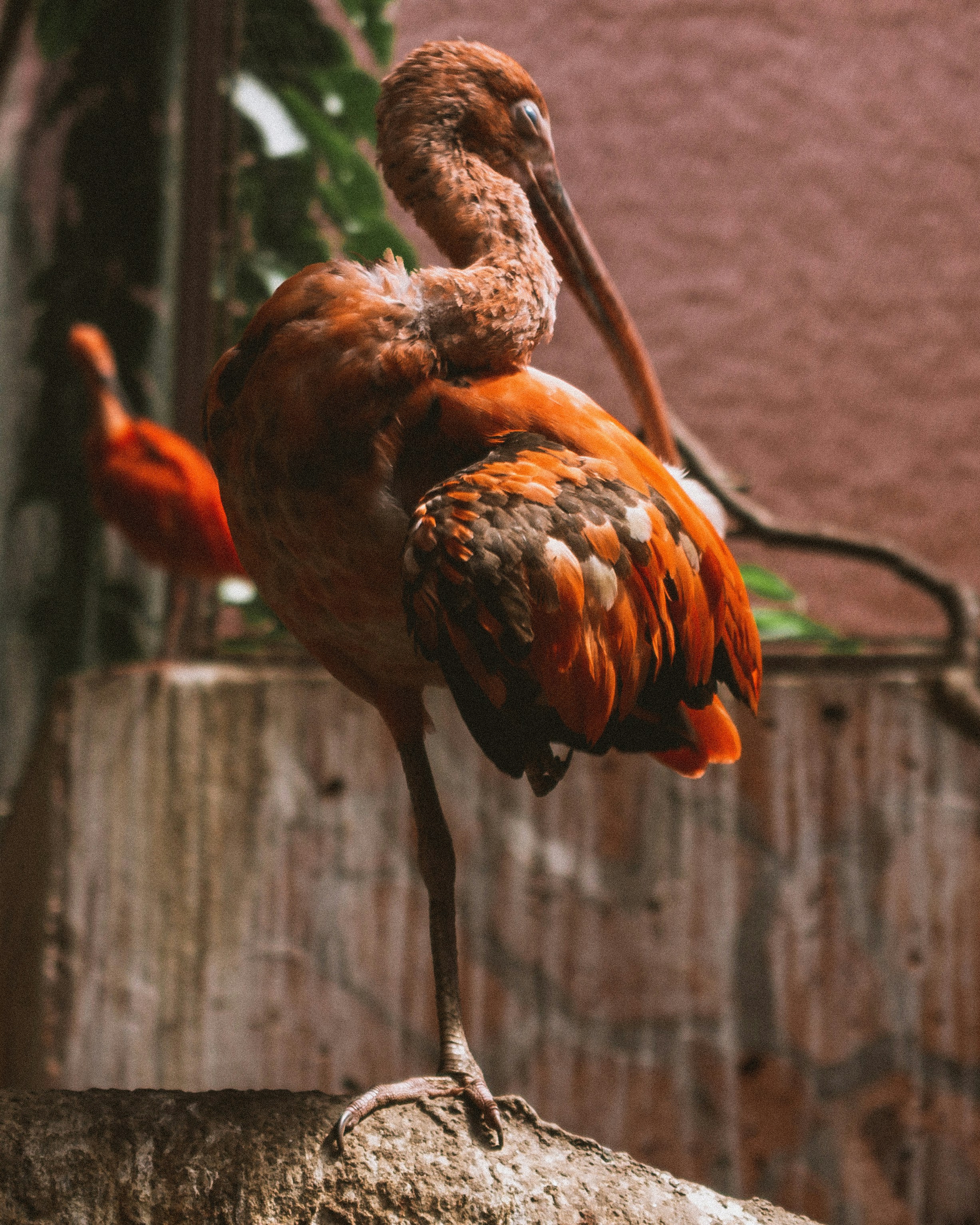 a close up of a bird on a rock