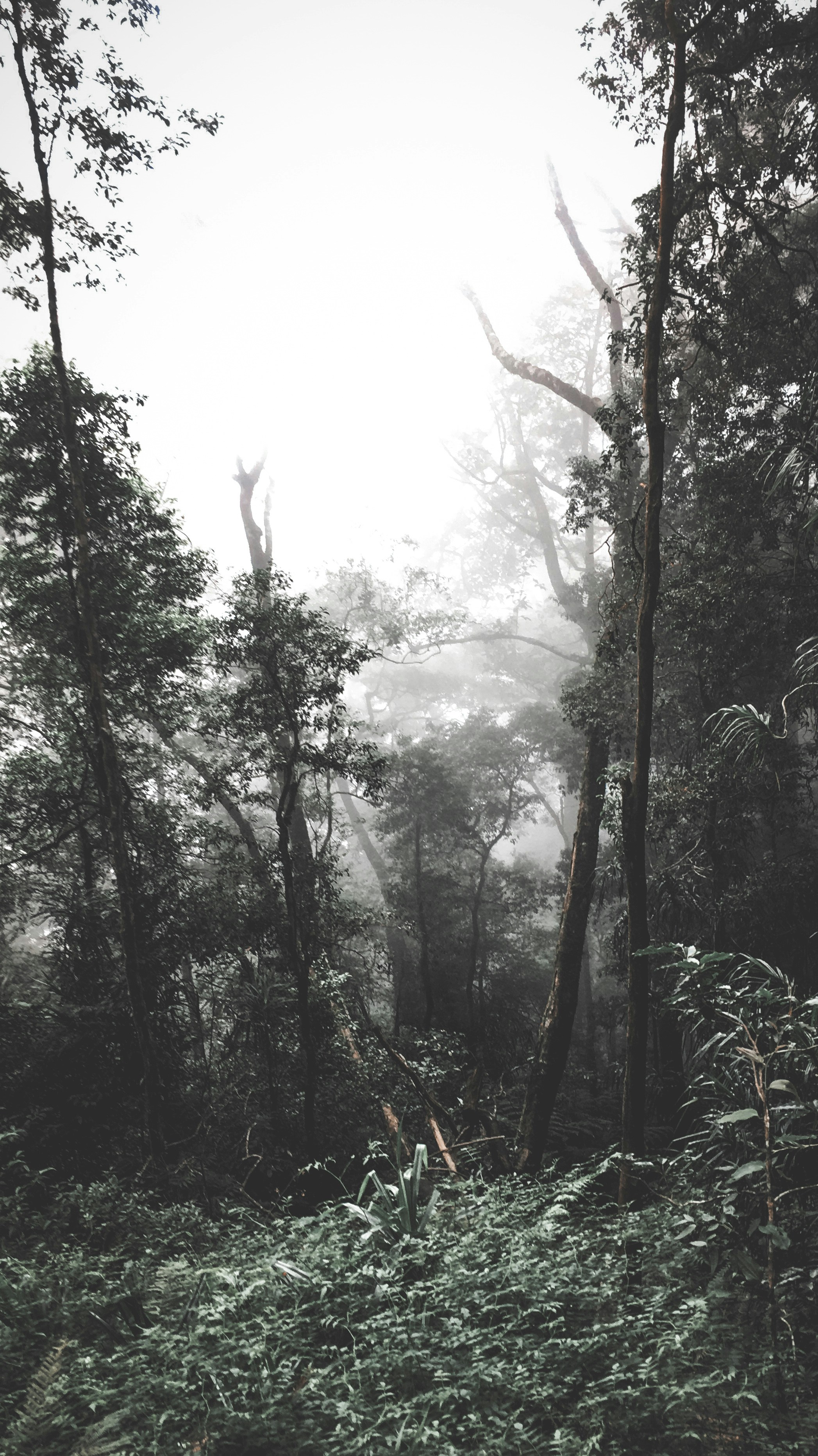 Tumblr Pale Forest