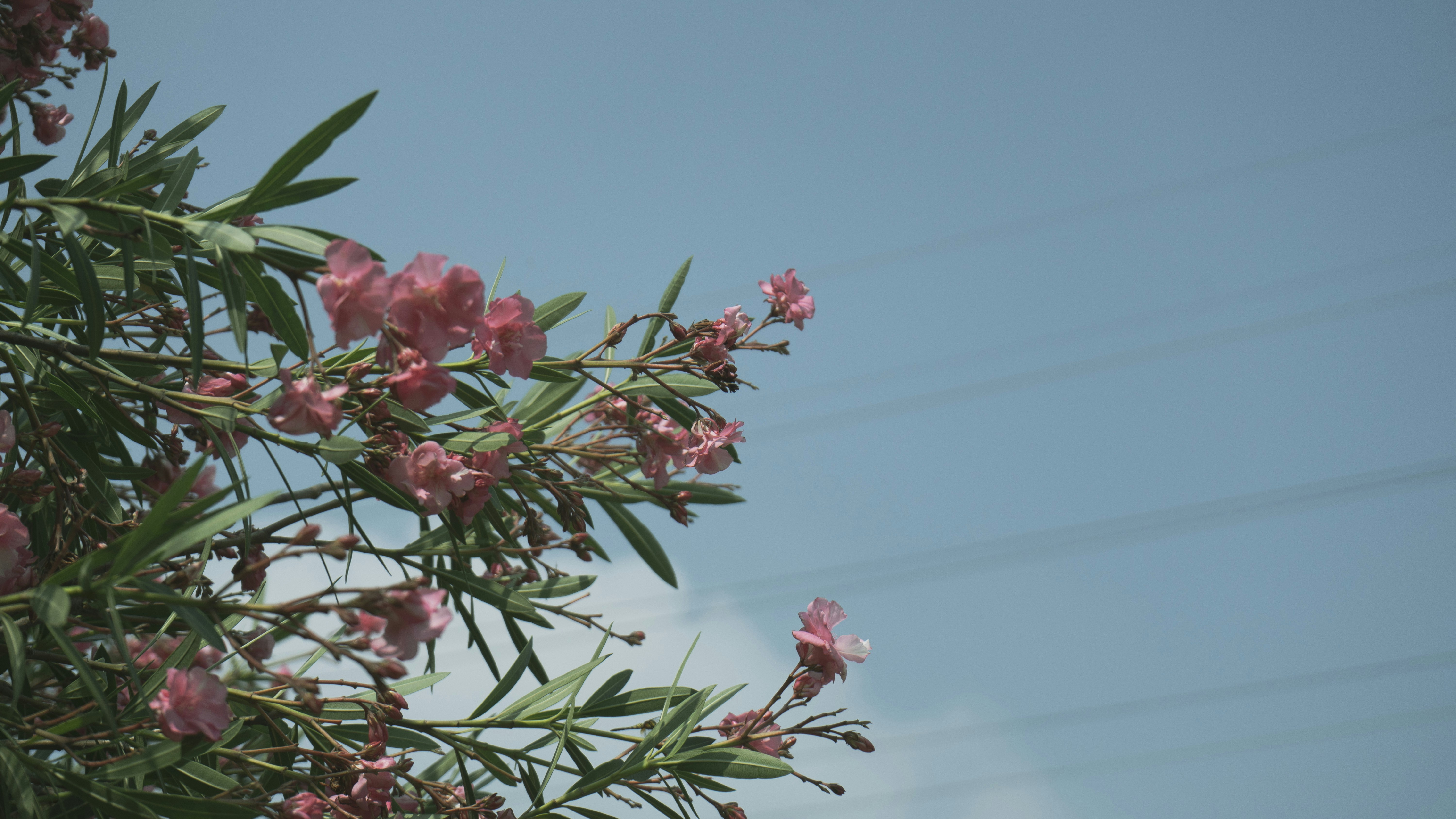 Blossoms in the Blue: Pink Oleander Framing a Quiet Sky