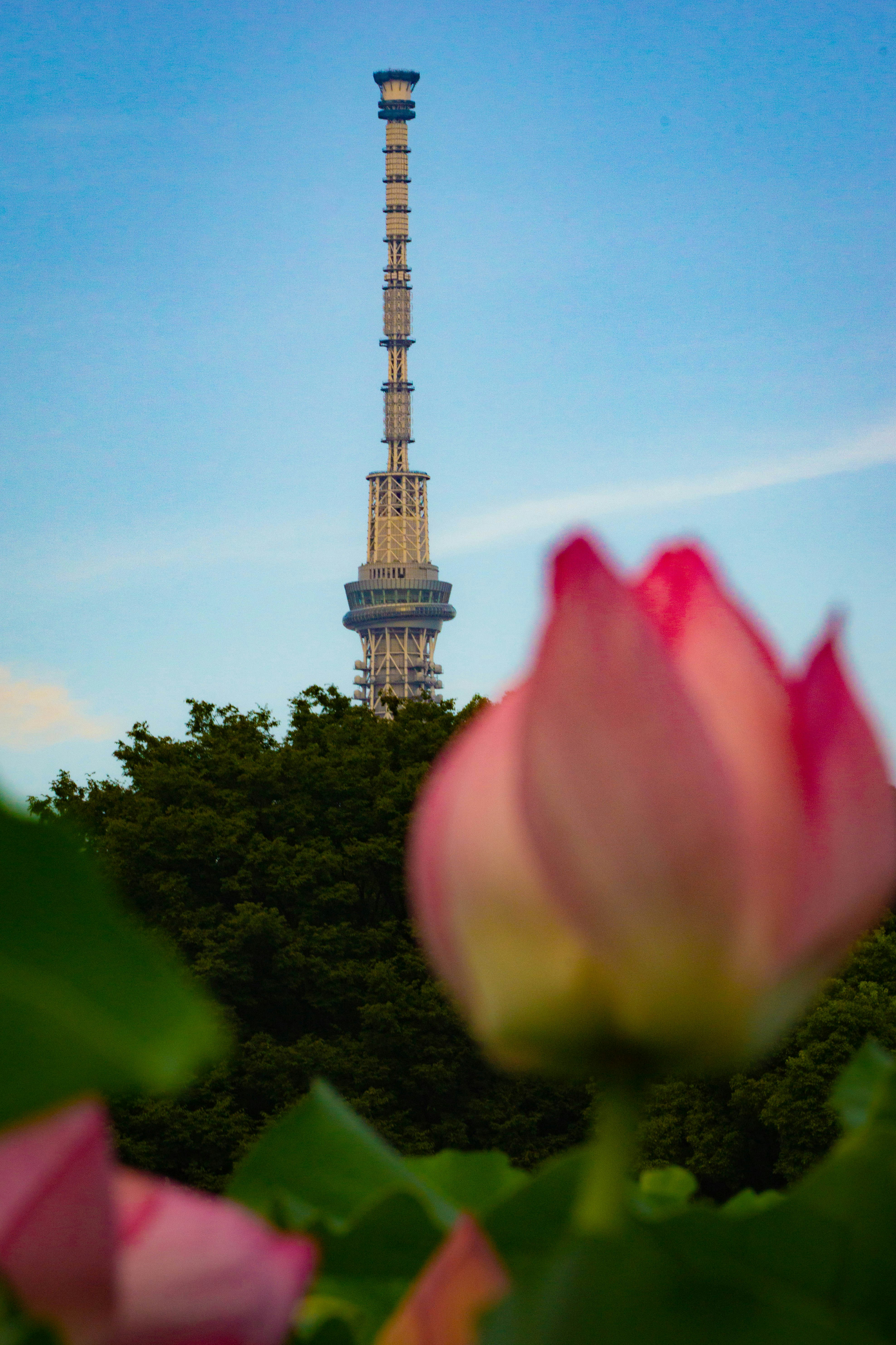 Lotus Blooms Framing Urban Heights