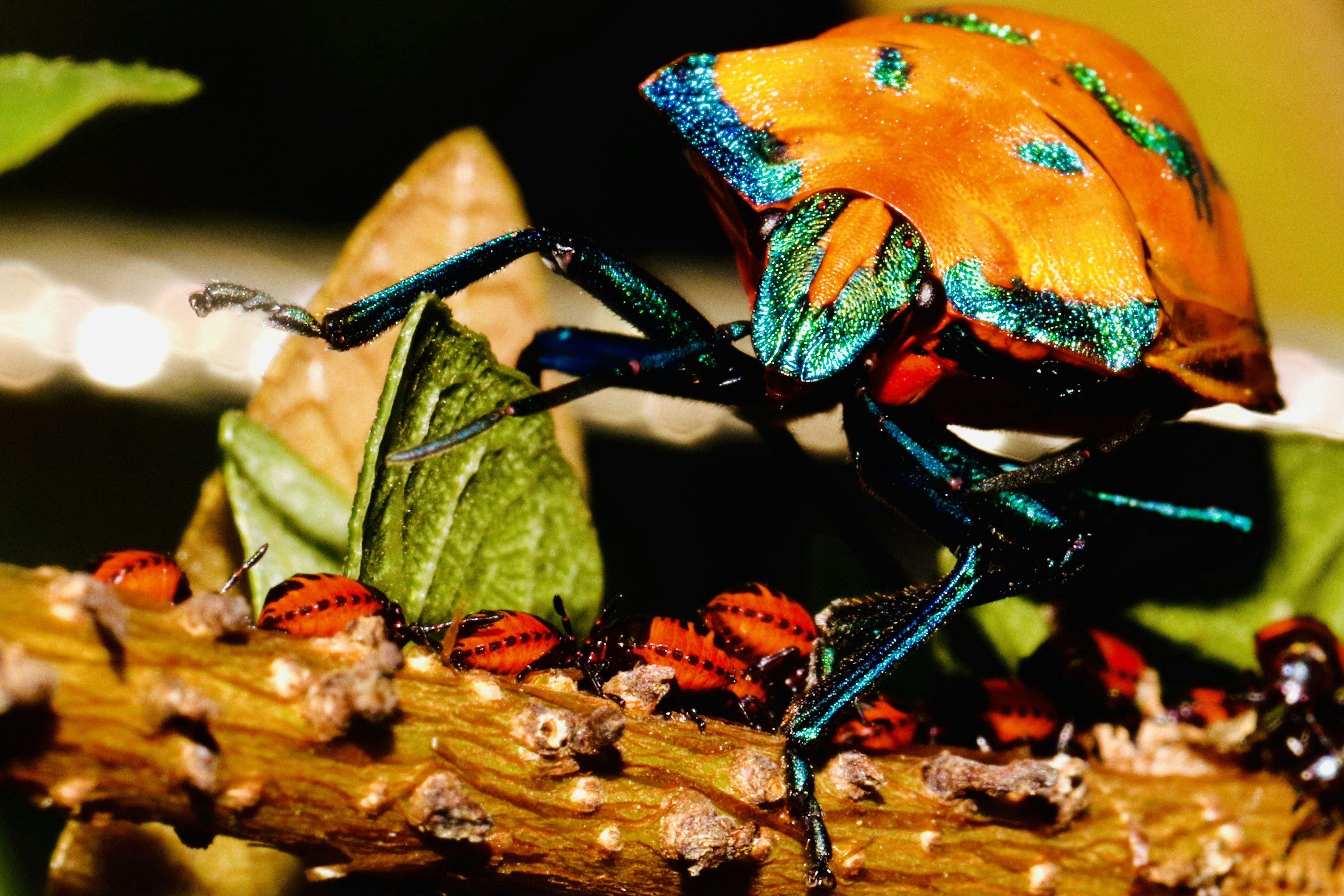 Orange beetle photo – Free Animal Image on Unsplash