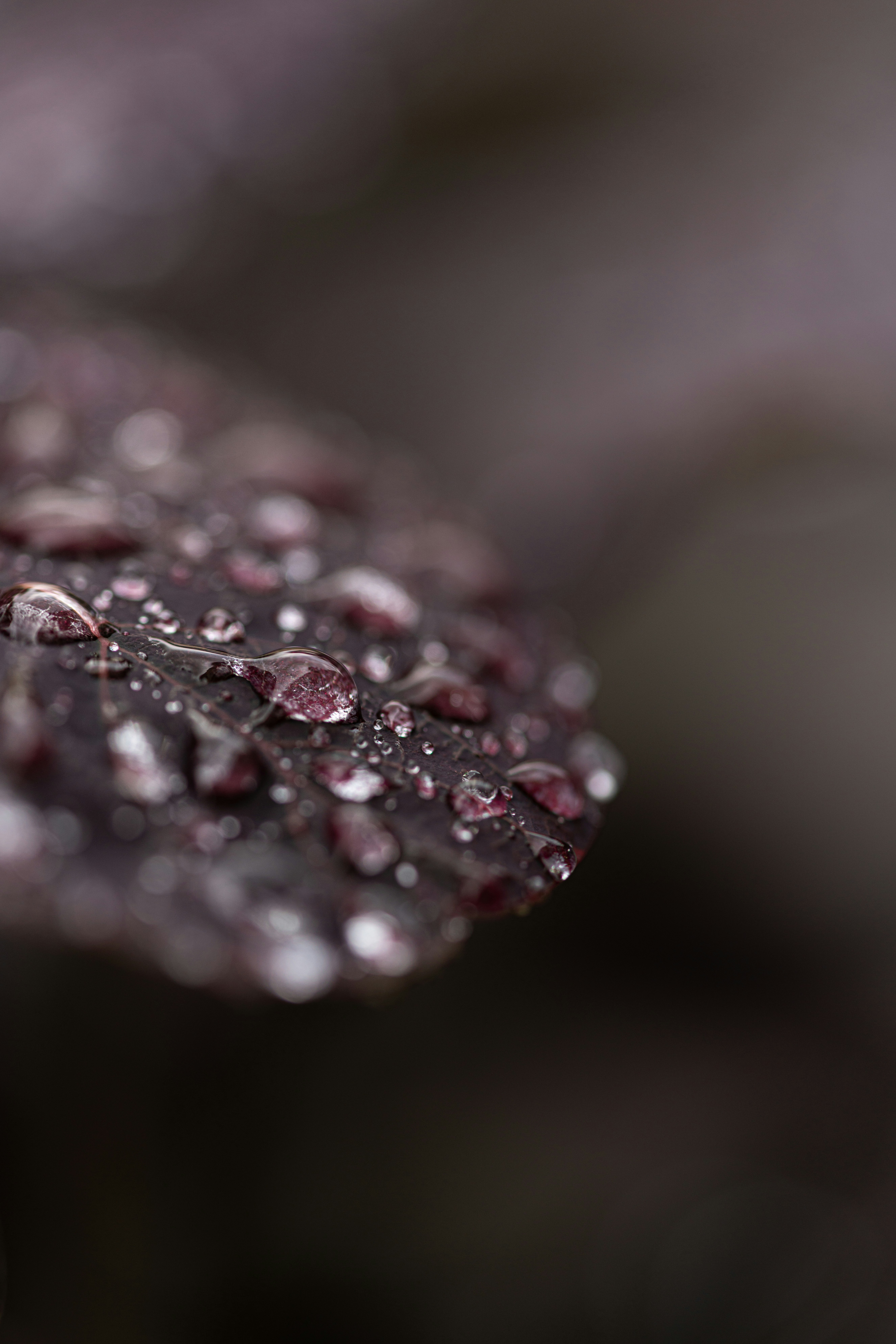 Close-up of a leaf adorned with glistening water droplets, showcasing intricate textures and vibrant colors.