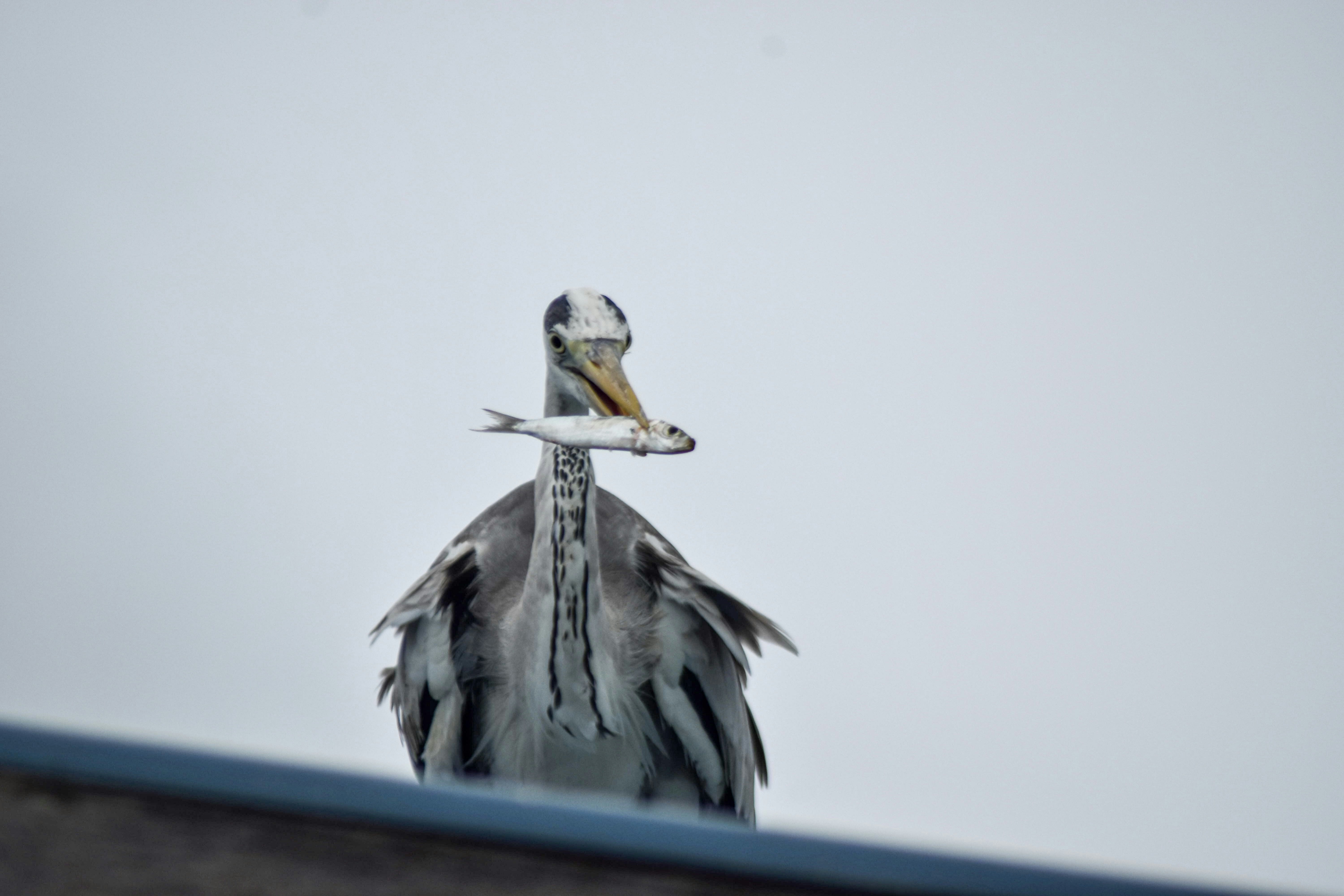 Gray and black bird biting fish photo – Free Grey Image on Unsplash