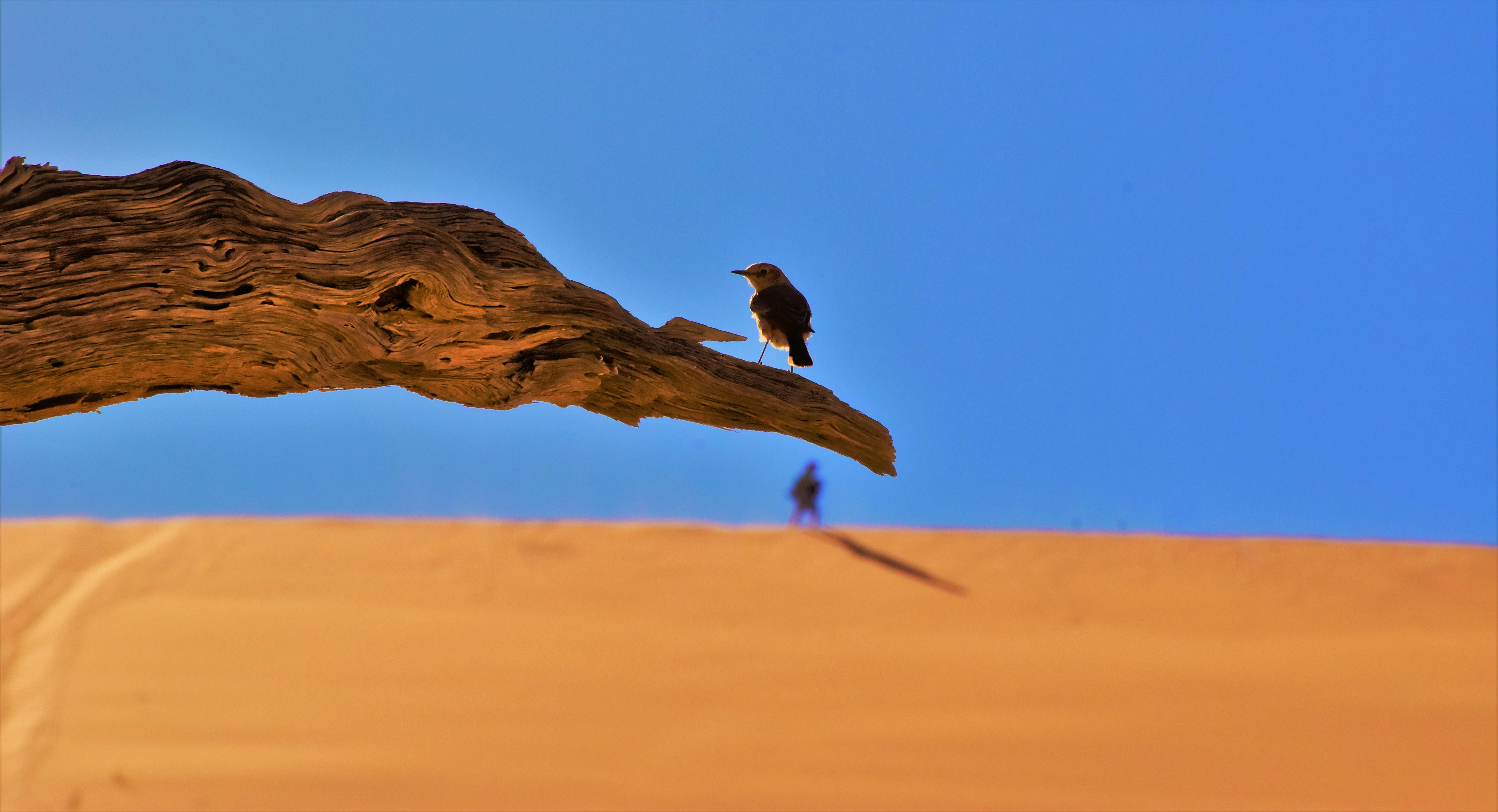 A solitary bird perched on a gnarled branch against a vibrant blue sky, with a distant figure silhouetted on the sand dune below.