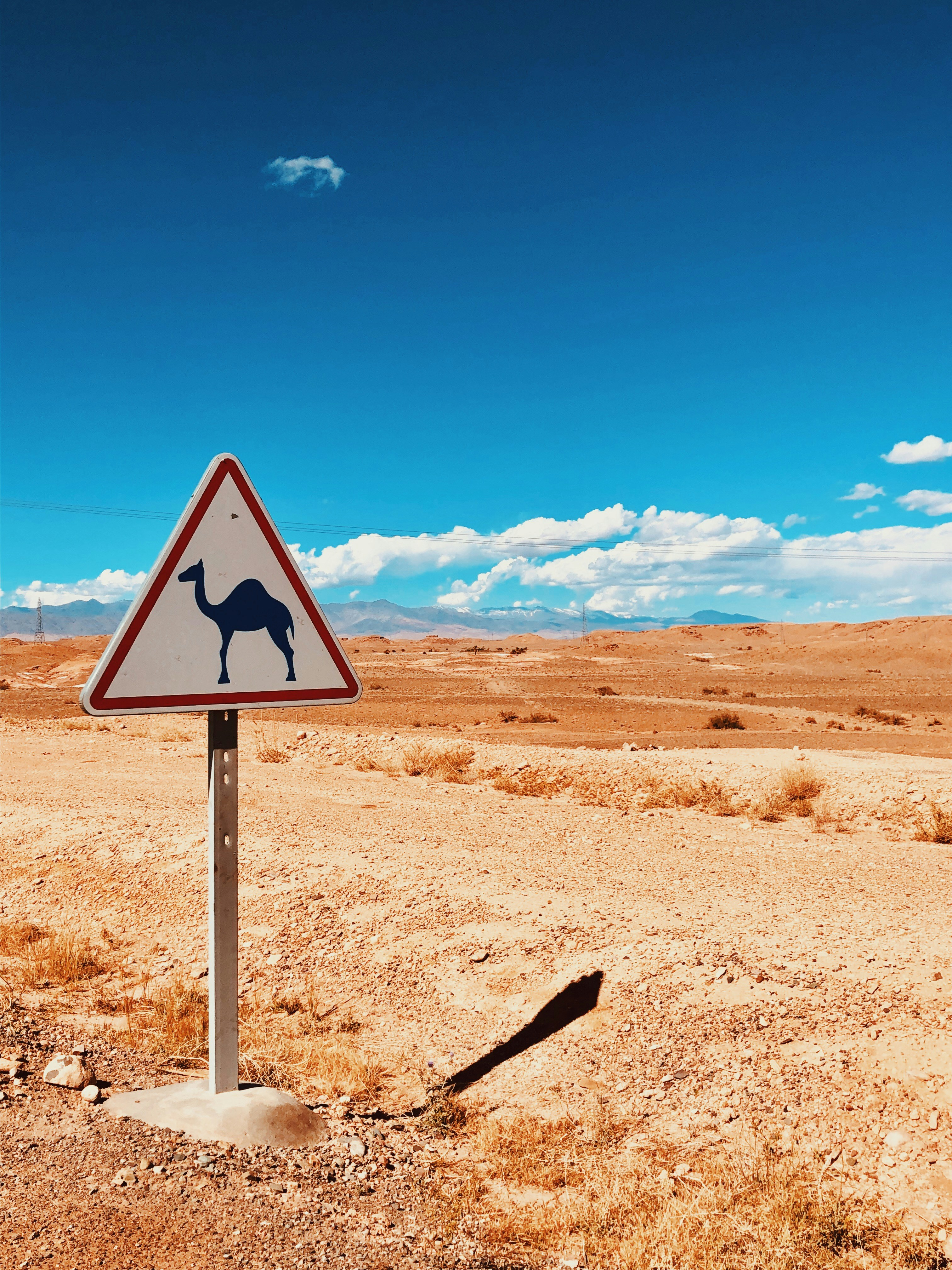 Camel signage photo – Free Wallpaper Image on Unsplash