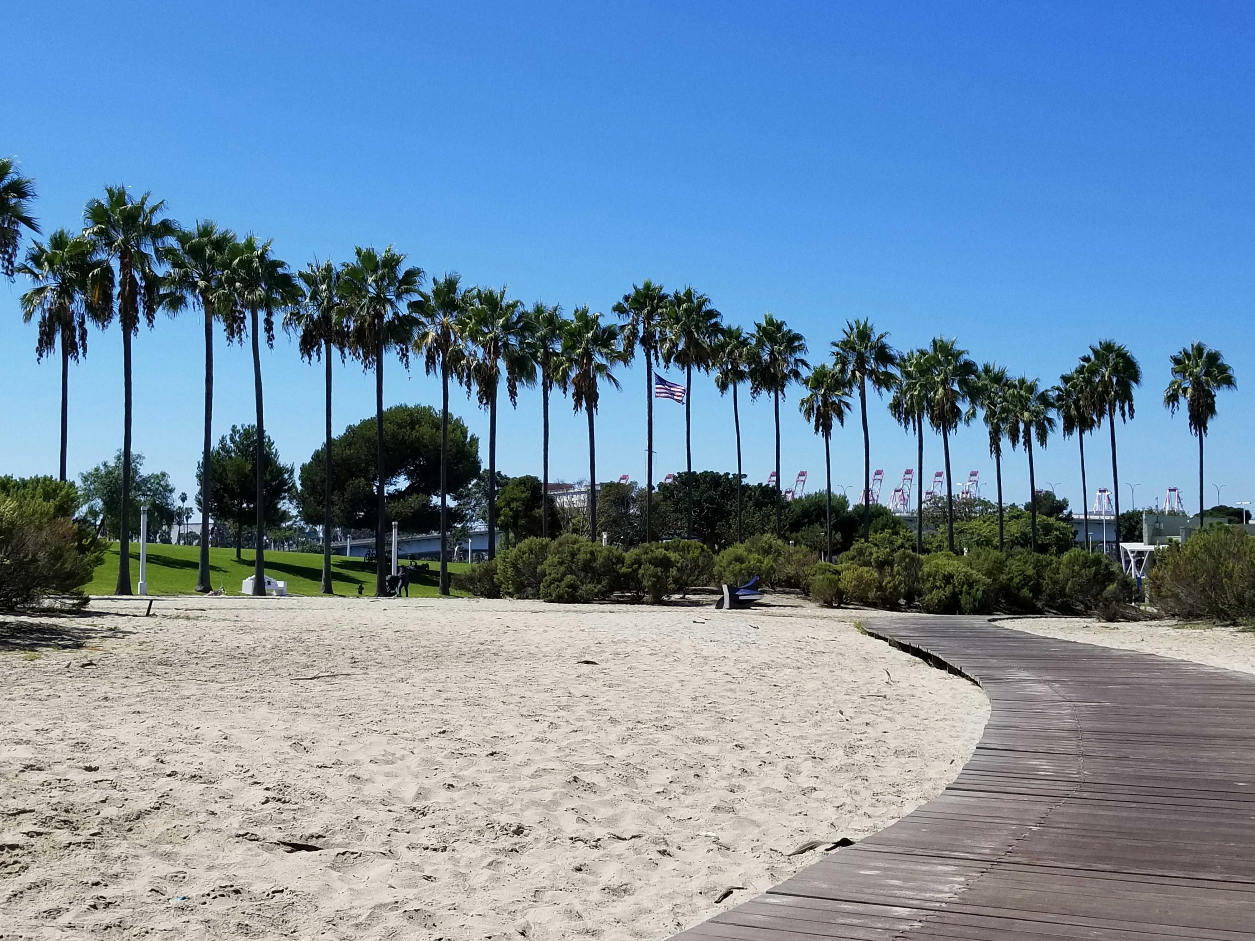 A serene beach pathway bordered by tall palm trees, leading towards a vibrant green park under a bright blue sky.
