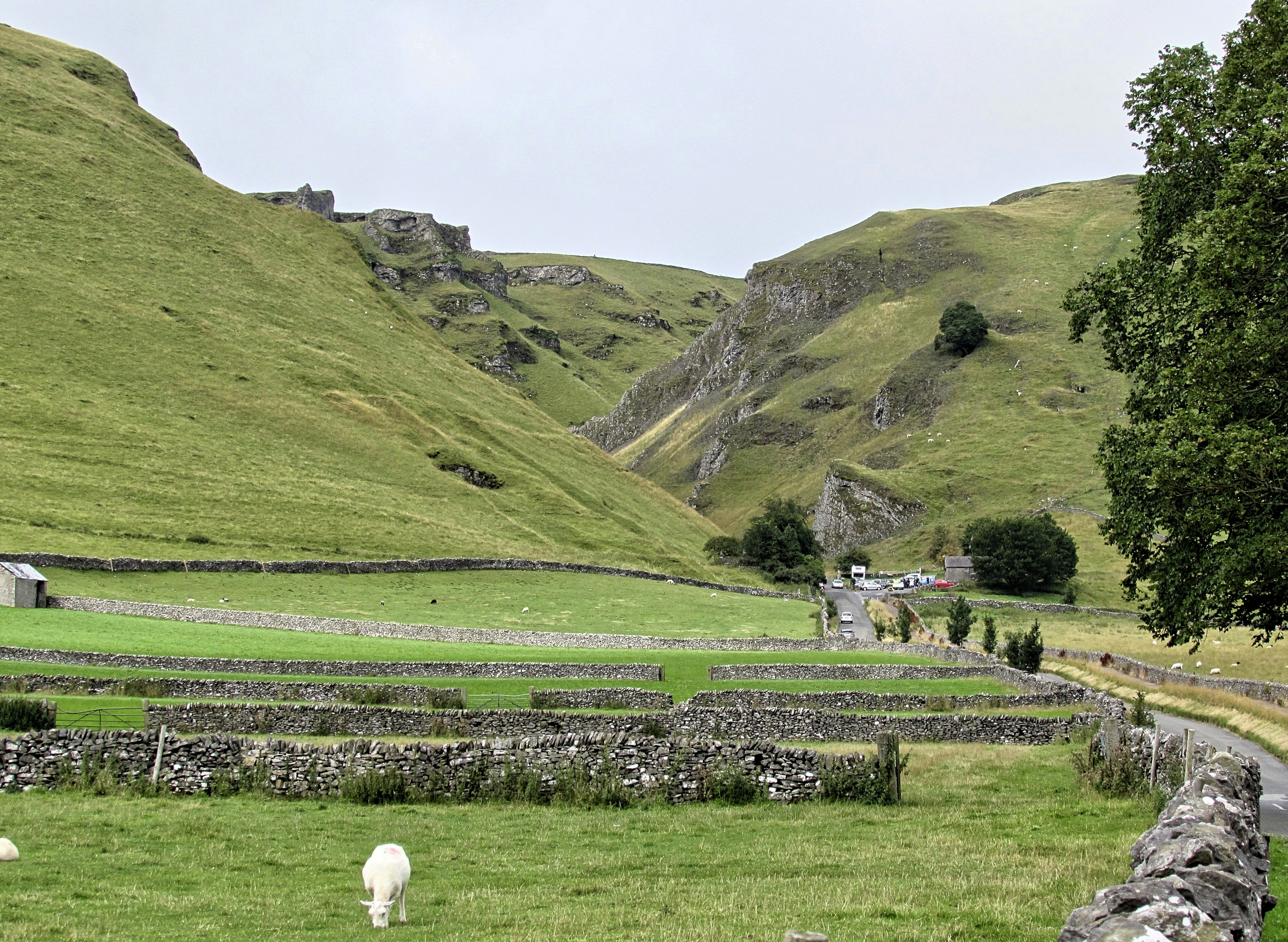 Lush green hills framing a winding road in Winnats Pass with grazing sheep and stone walls.