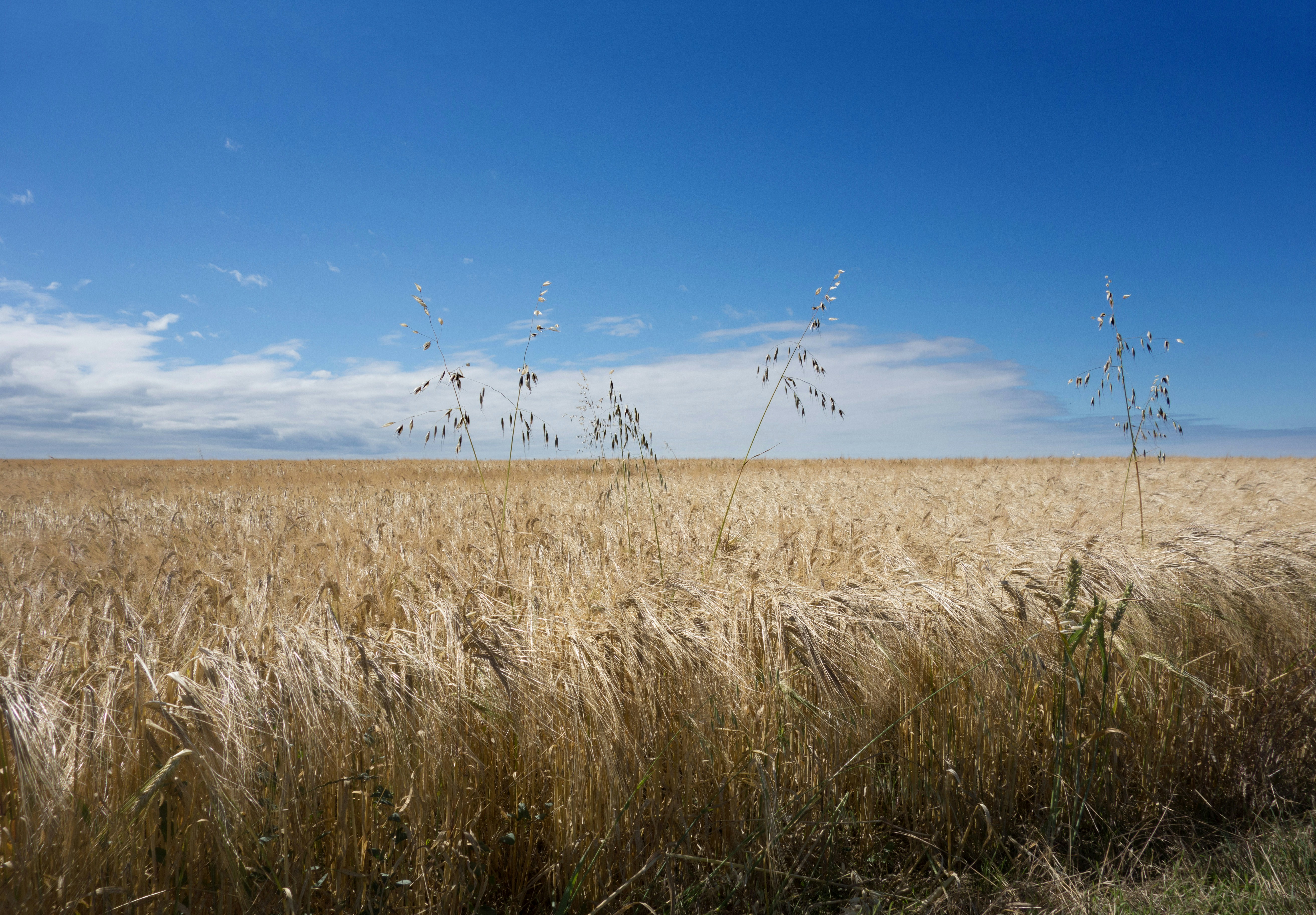 Brown rice field photo – Free Brown Image on Unsplash